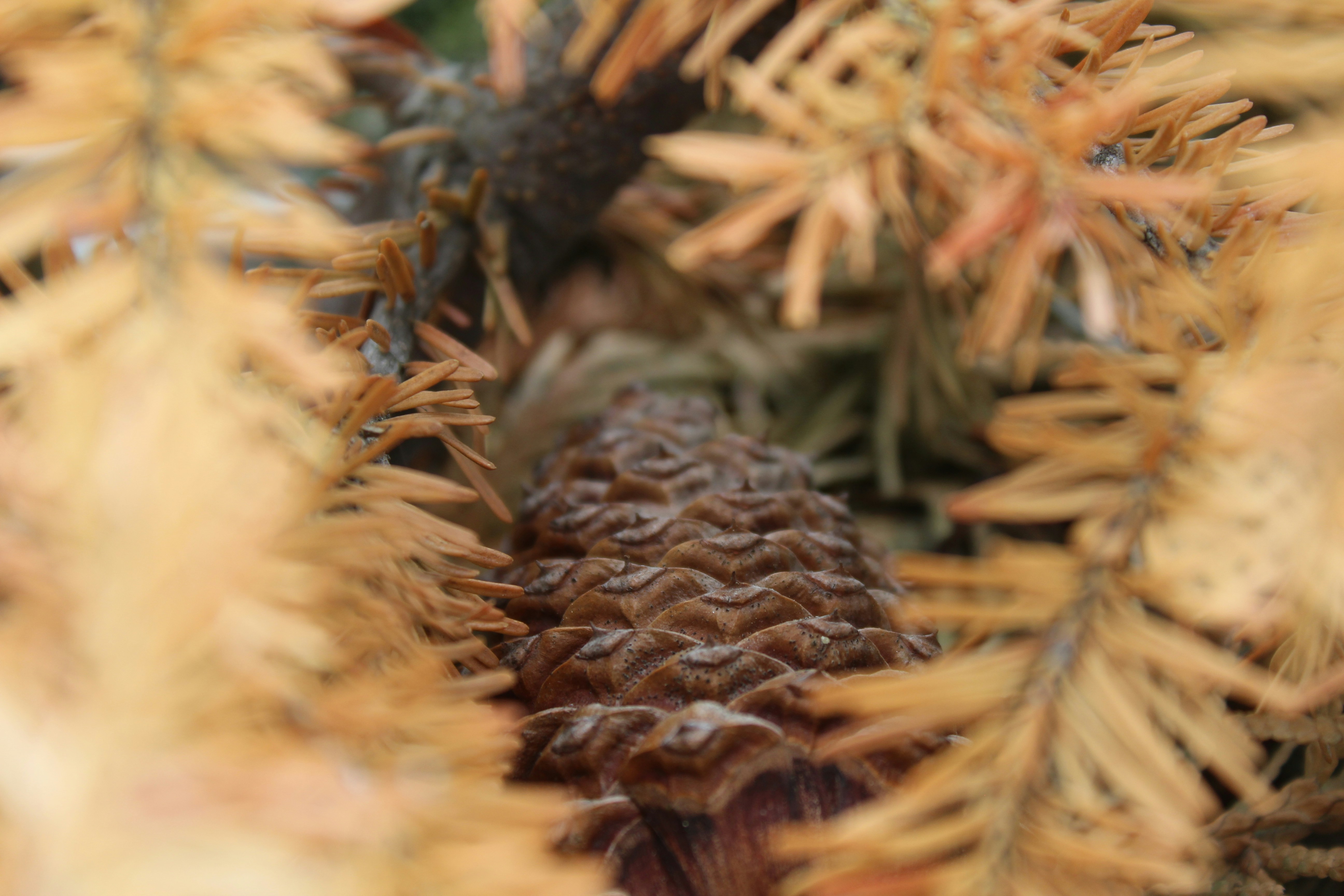 Pine Cone Nest in Golden-Needle Soffits
