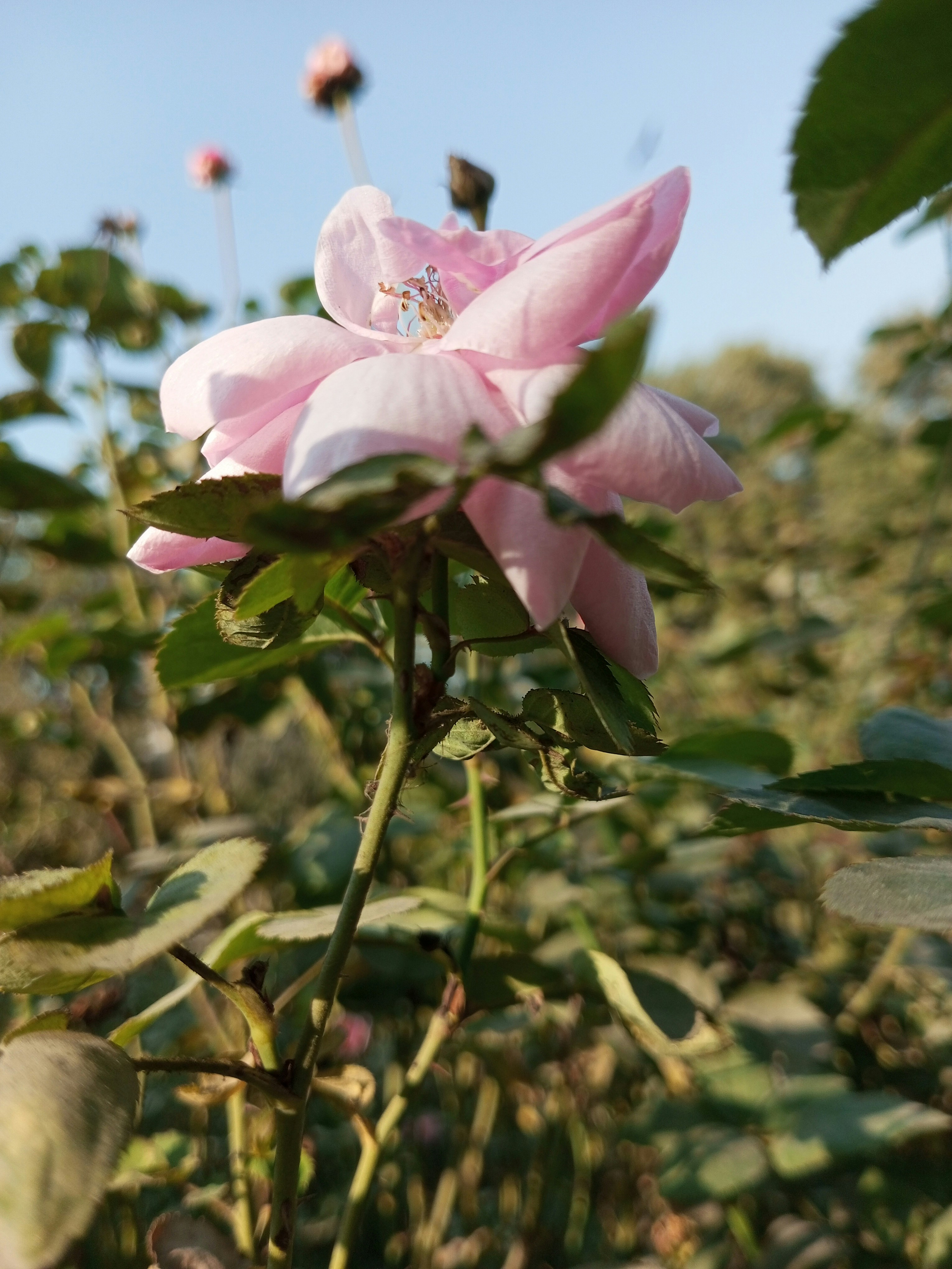 Soft pink rose with surrounding greenery, captured in natural sunlight; a garden scene with shallow depth of field and bokeh in the background.