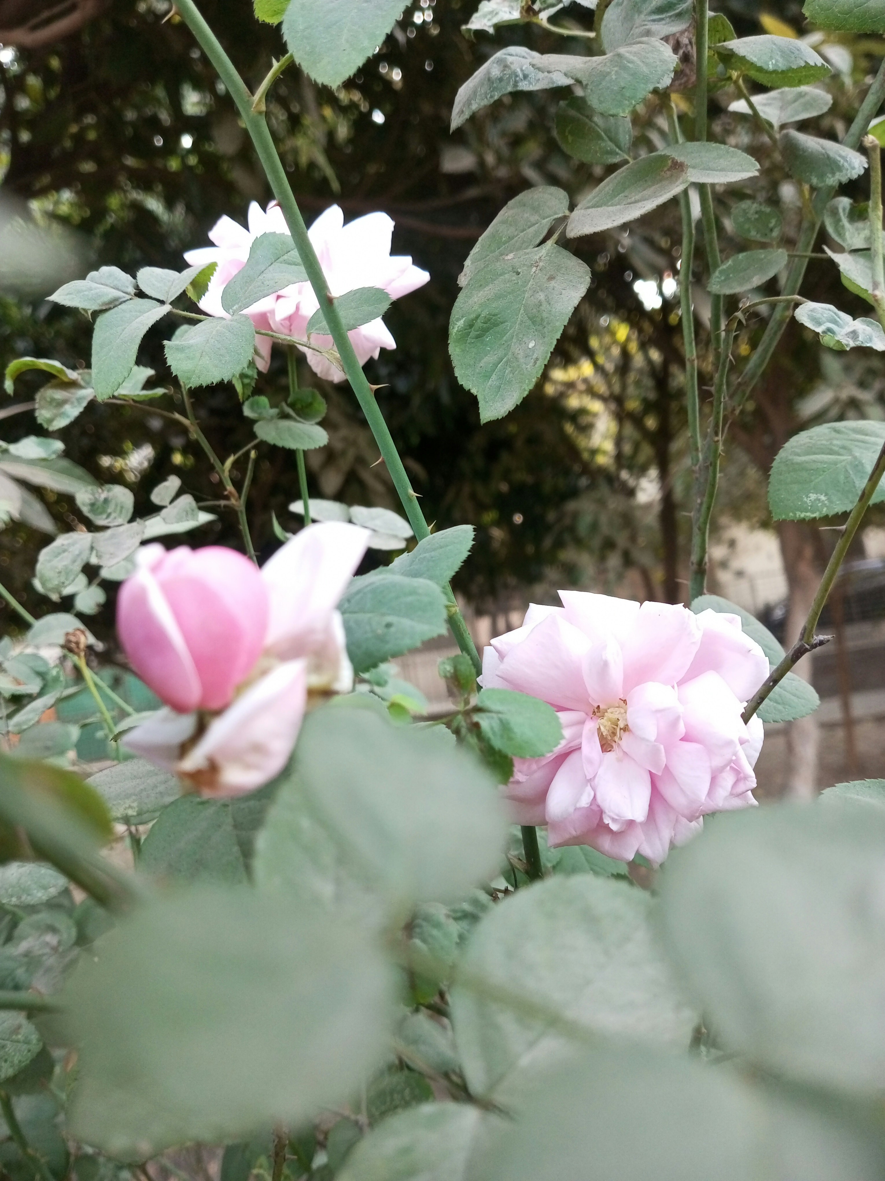 Soft pink roses bloom amid green leaves with a shallow depth of field, creating a dreamy garden vignette. A close, natural shot with a hint of background blur.