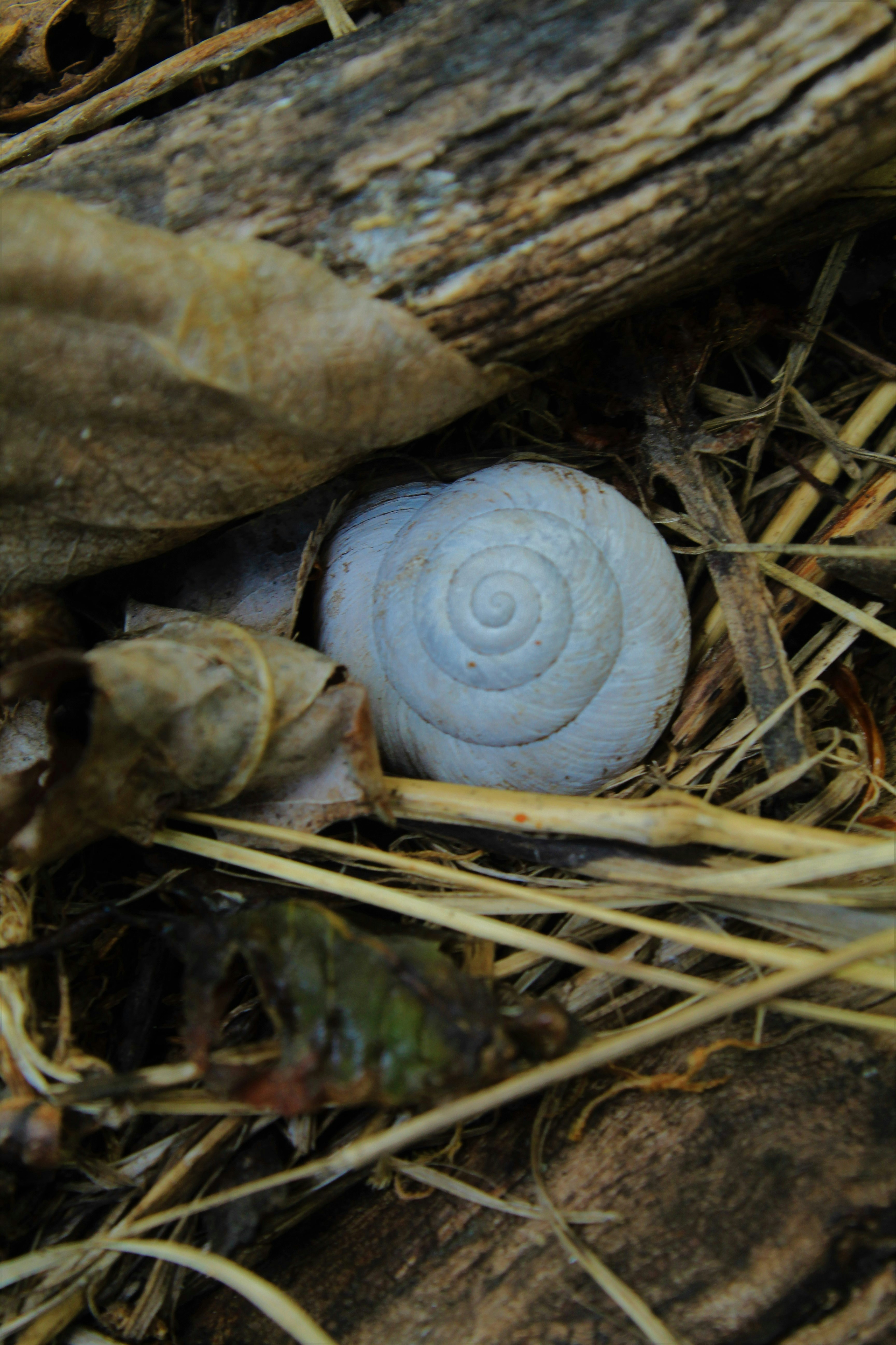 Coiled Silver Shell Amidst Forest Debris