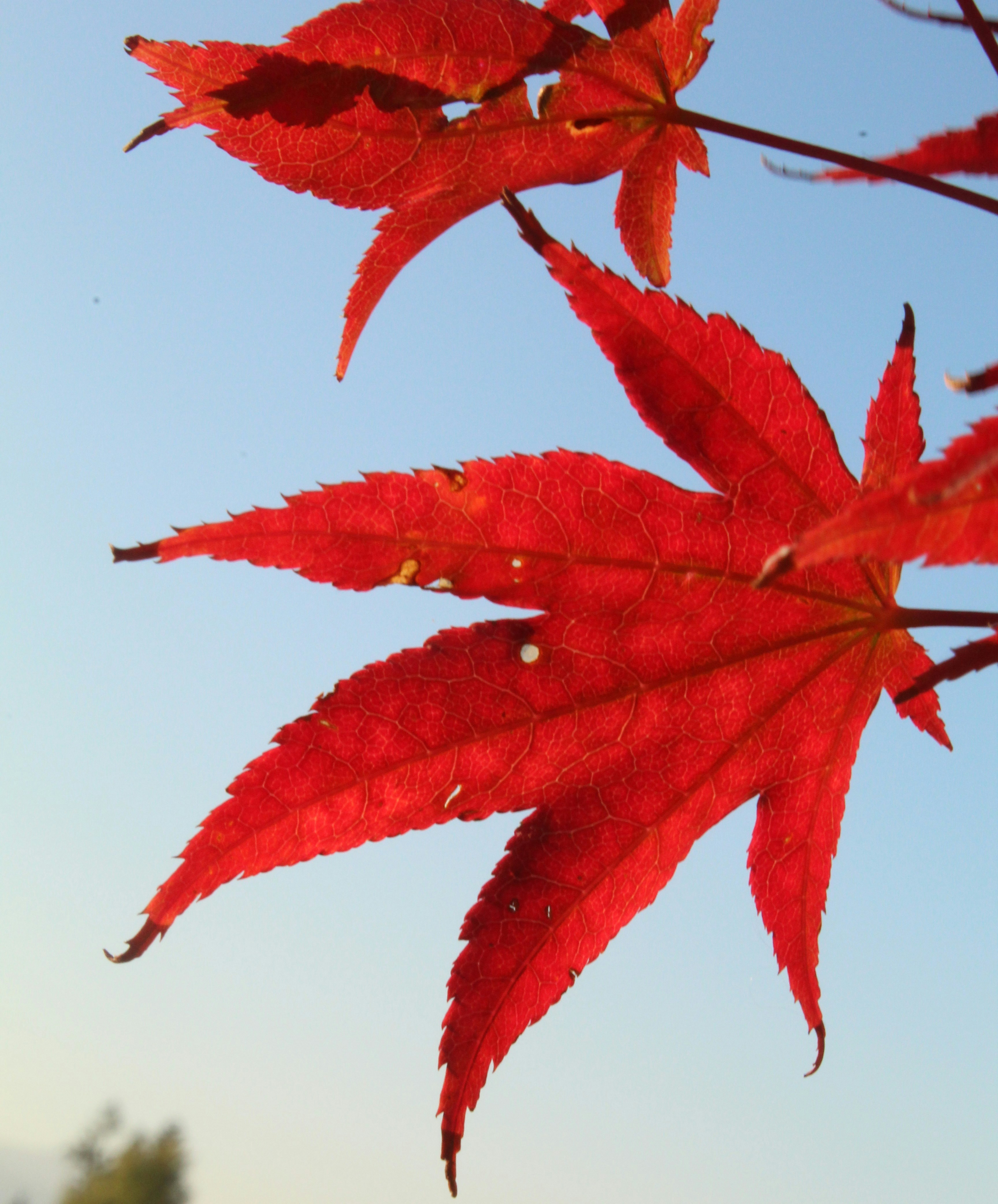 Crimson Maple in a Sky-Blue Moment