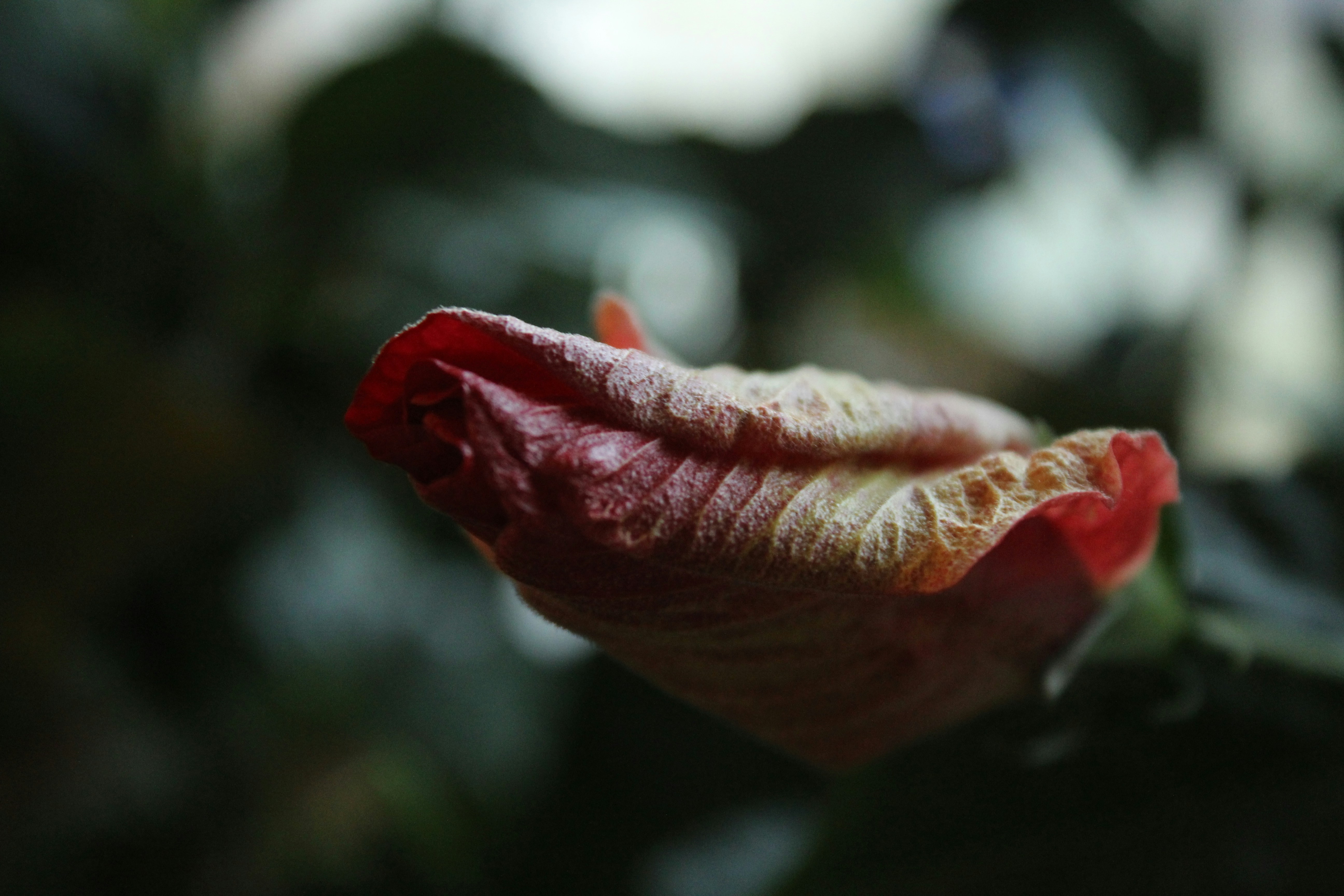 Petal in Focus: A Close Look at a Rosy Fold