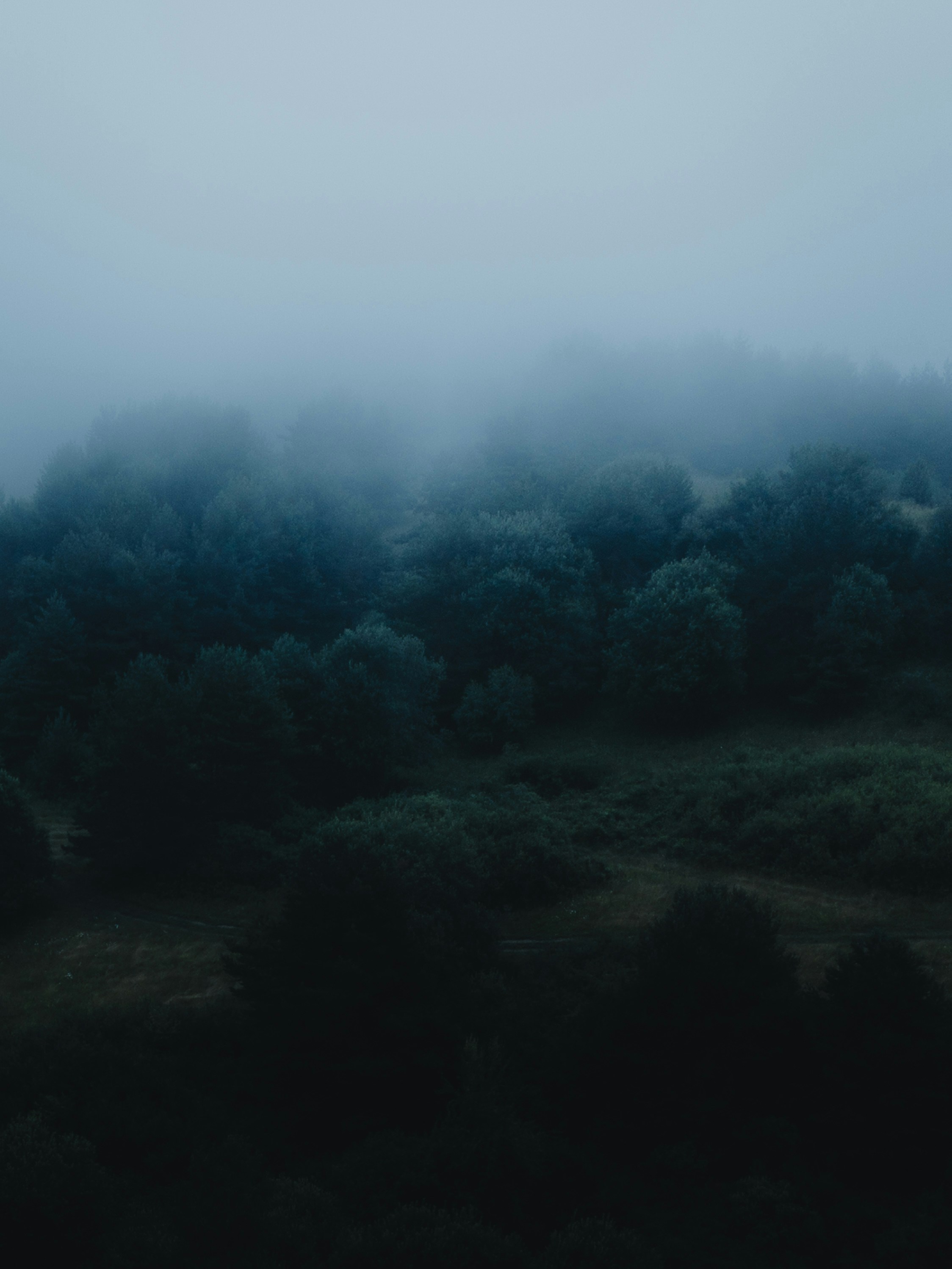 Fog-Laden Hillside Beneath a Quiet Horizon