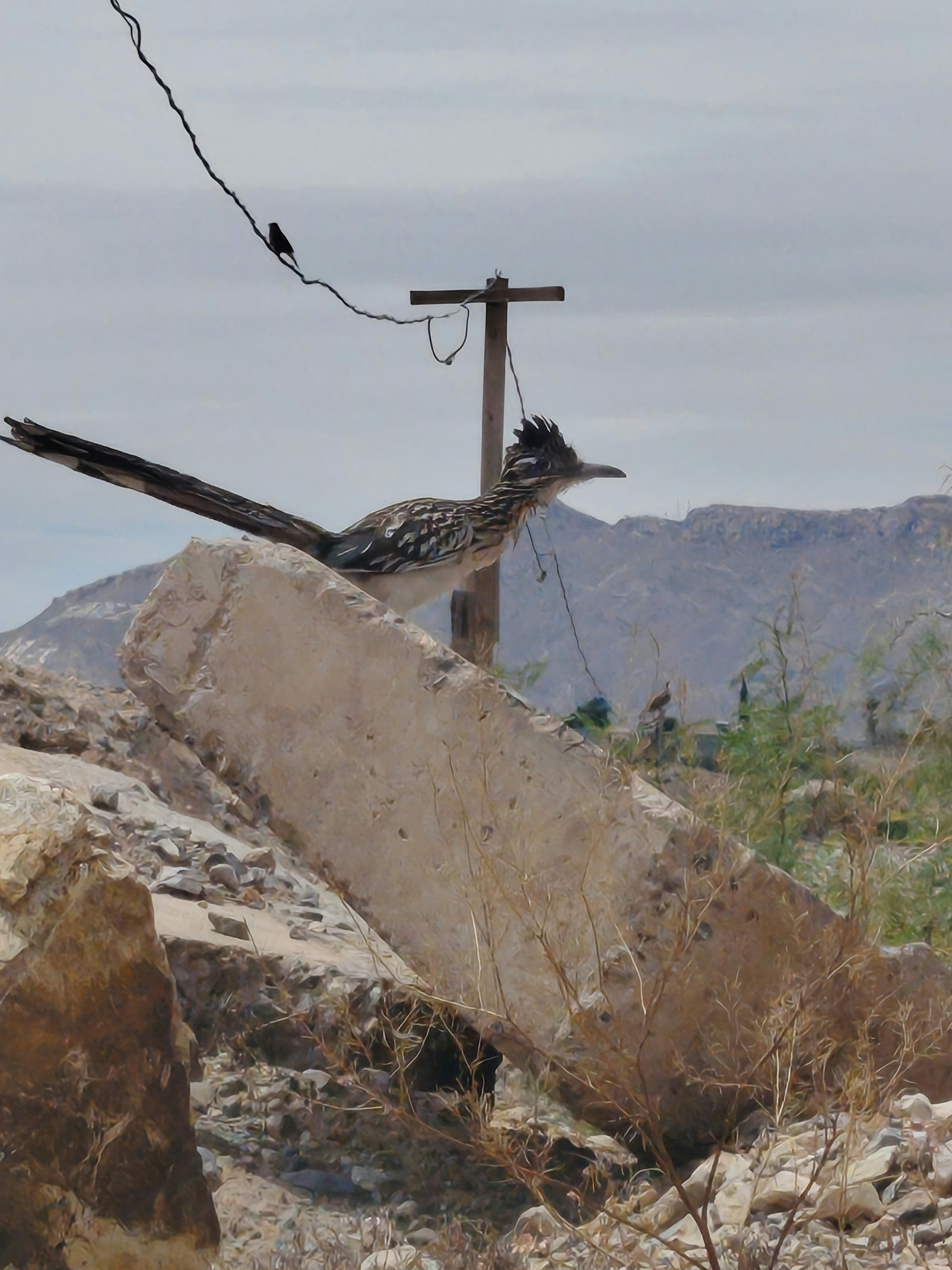 Roadrunner bird on concrete in a rocky desert landscape.
