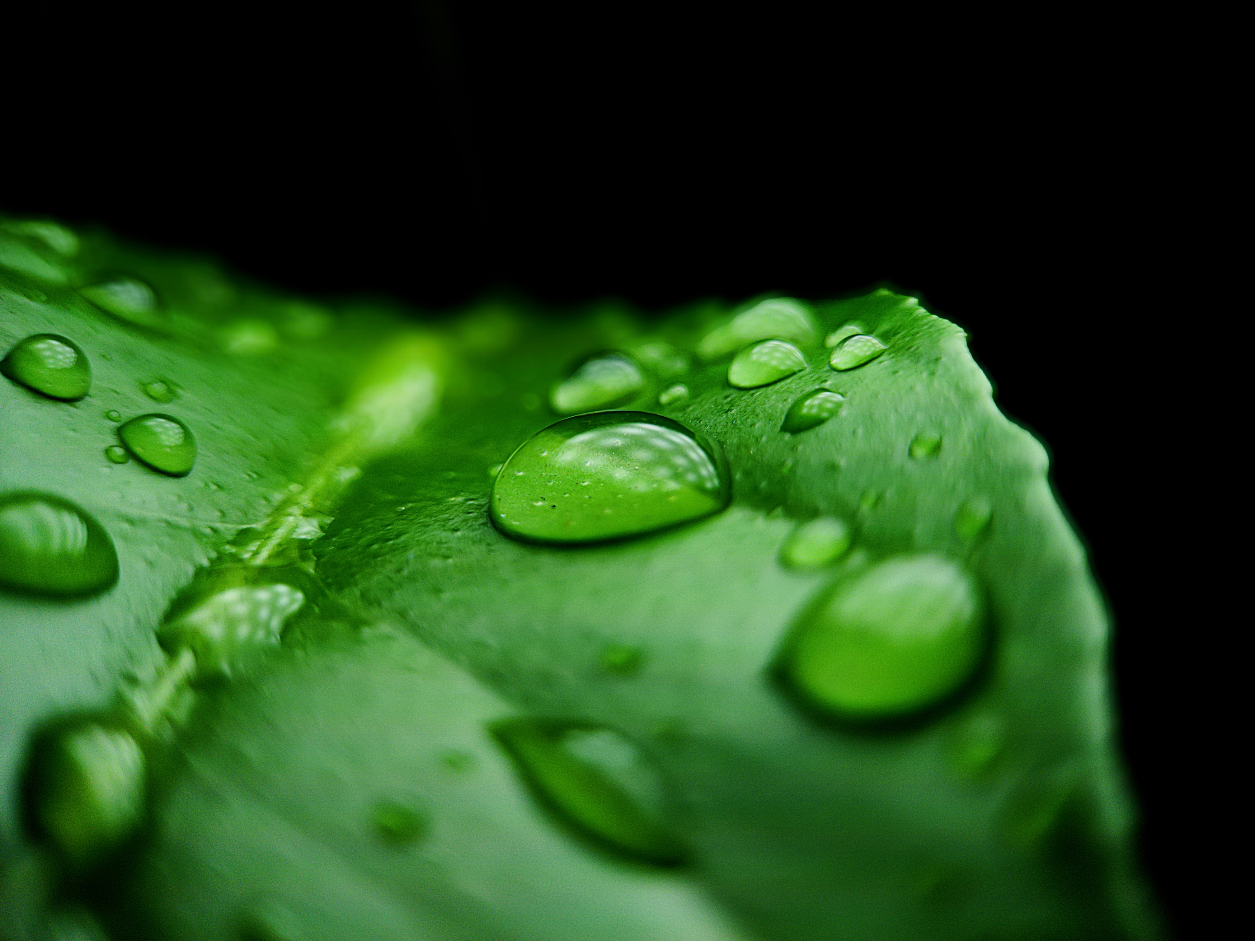Macro Green: Dew Drops on a Leaf Edge