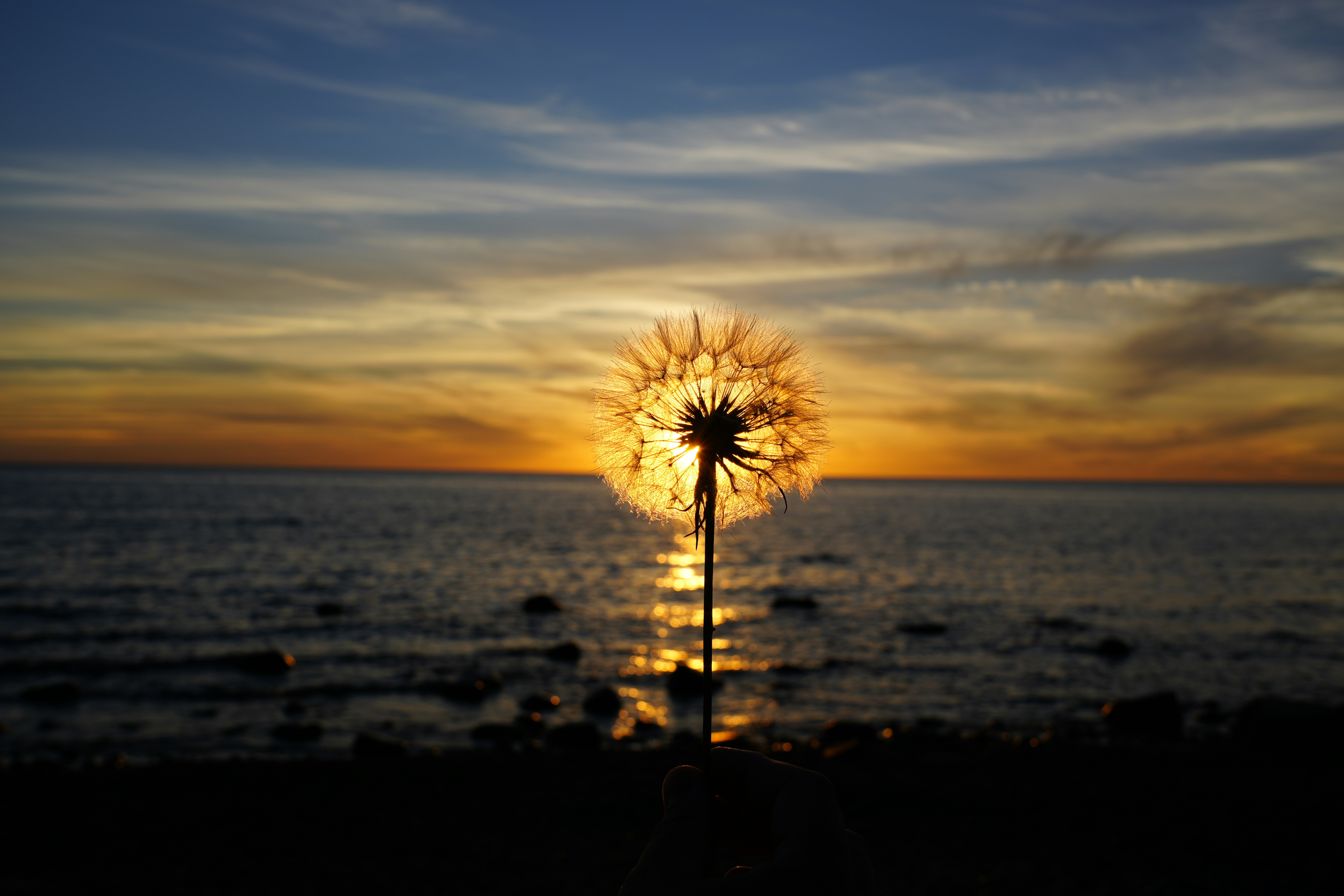 Dandelion Backlit by Coastal Sunset
