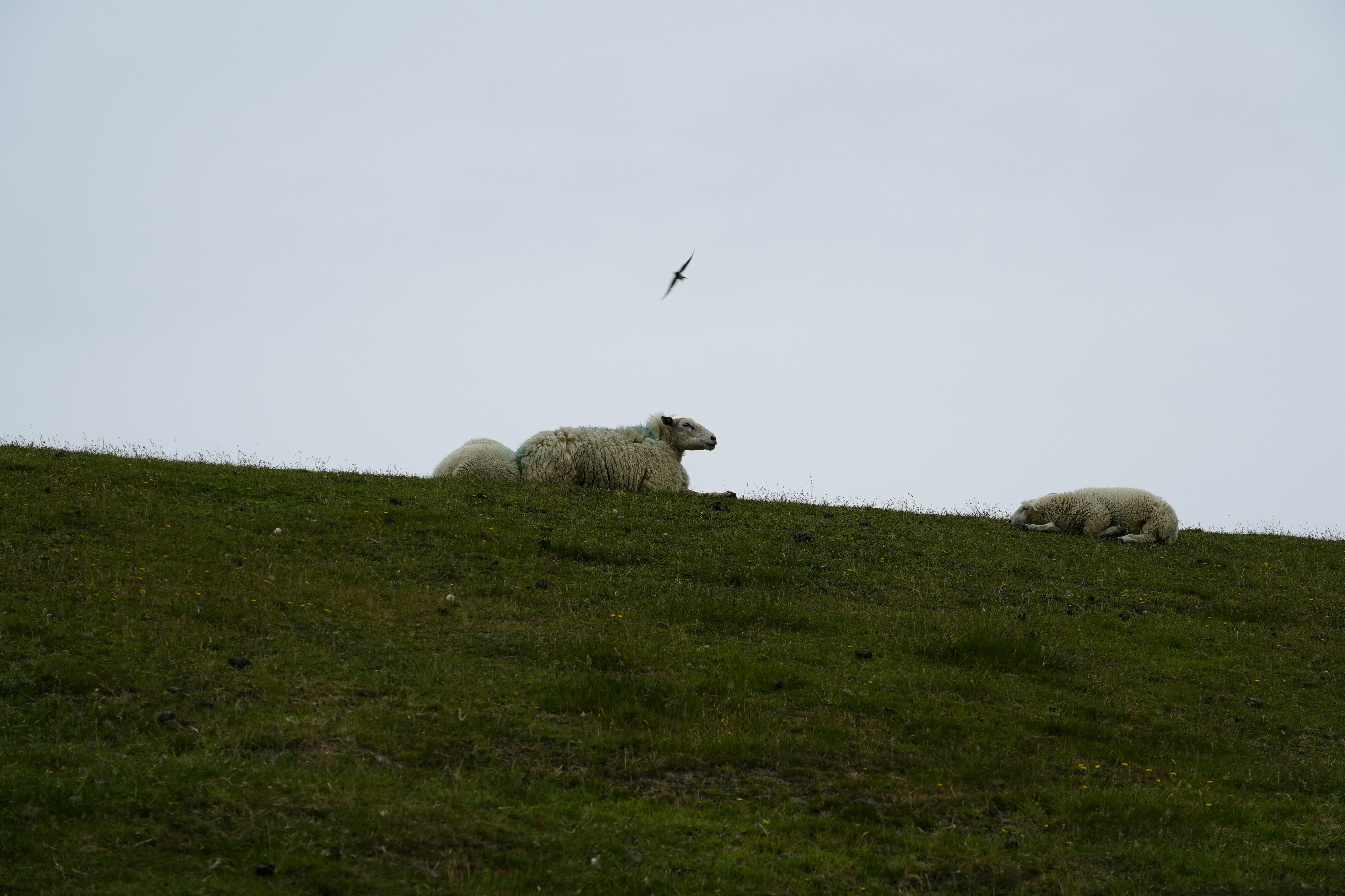 Pasture Vigil: A Quiet Band of Sheep on a Sloped Heath