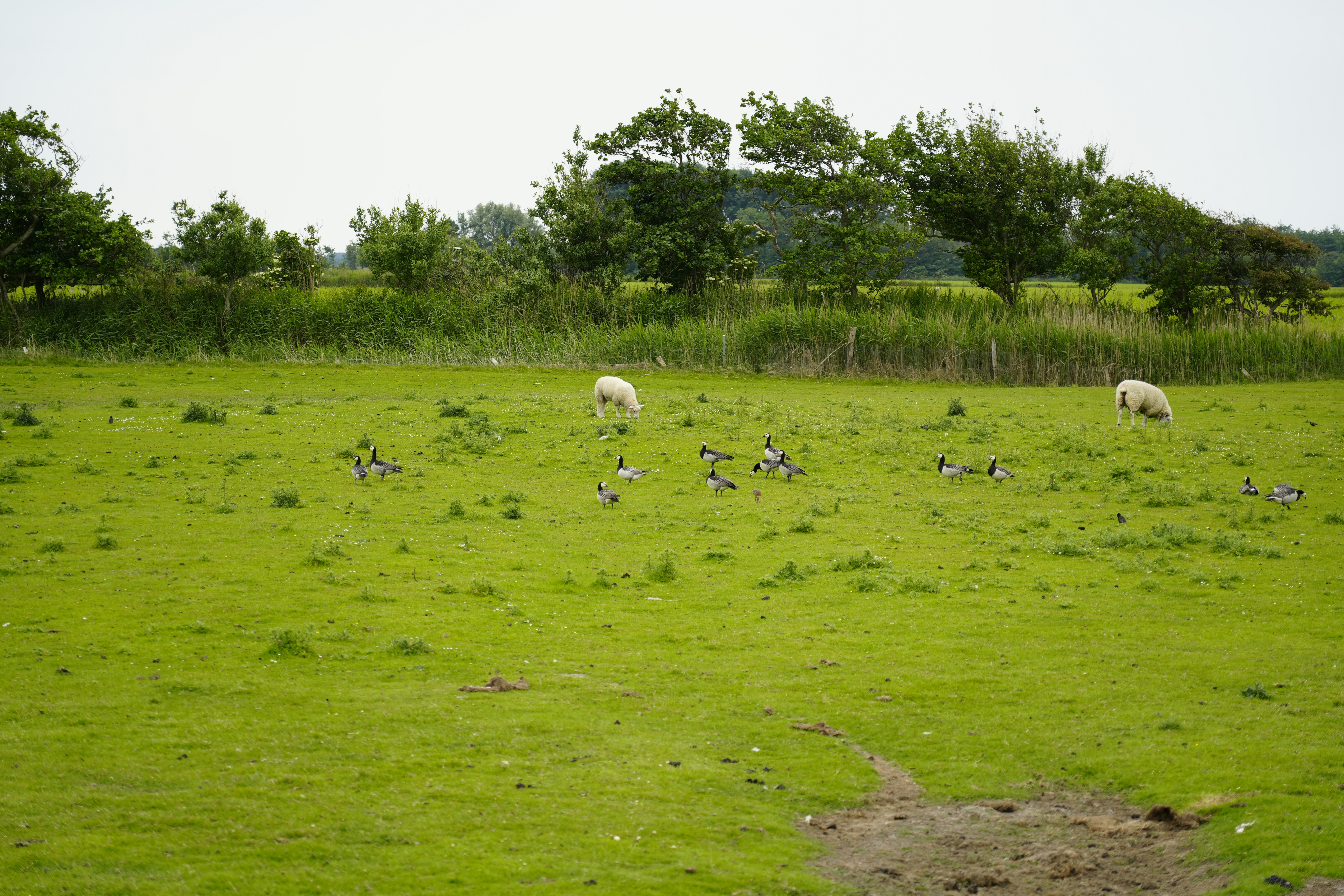 Grazing Sheep and Geese Under a Distant Line of Trees