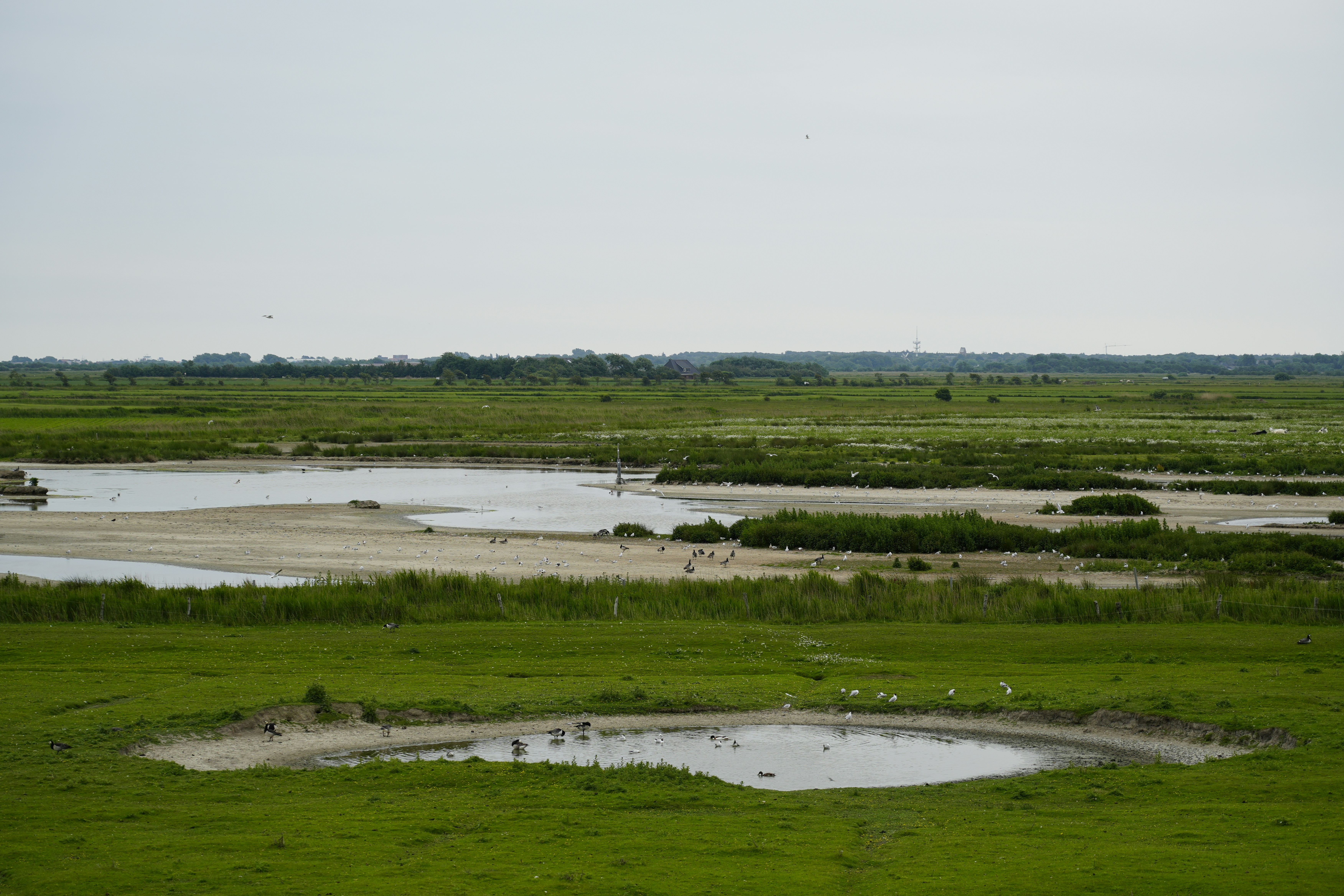 Flatland Mirrors: A Seasoned Wetland Stretches Toward the Horizon
