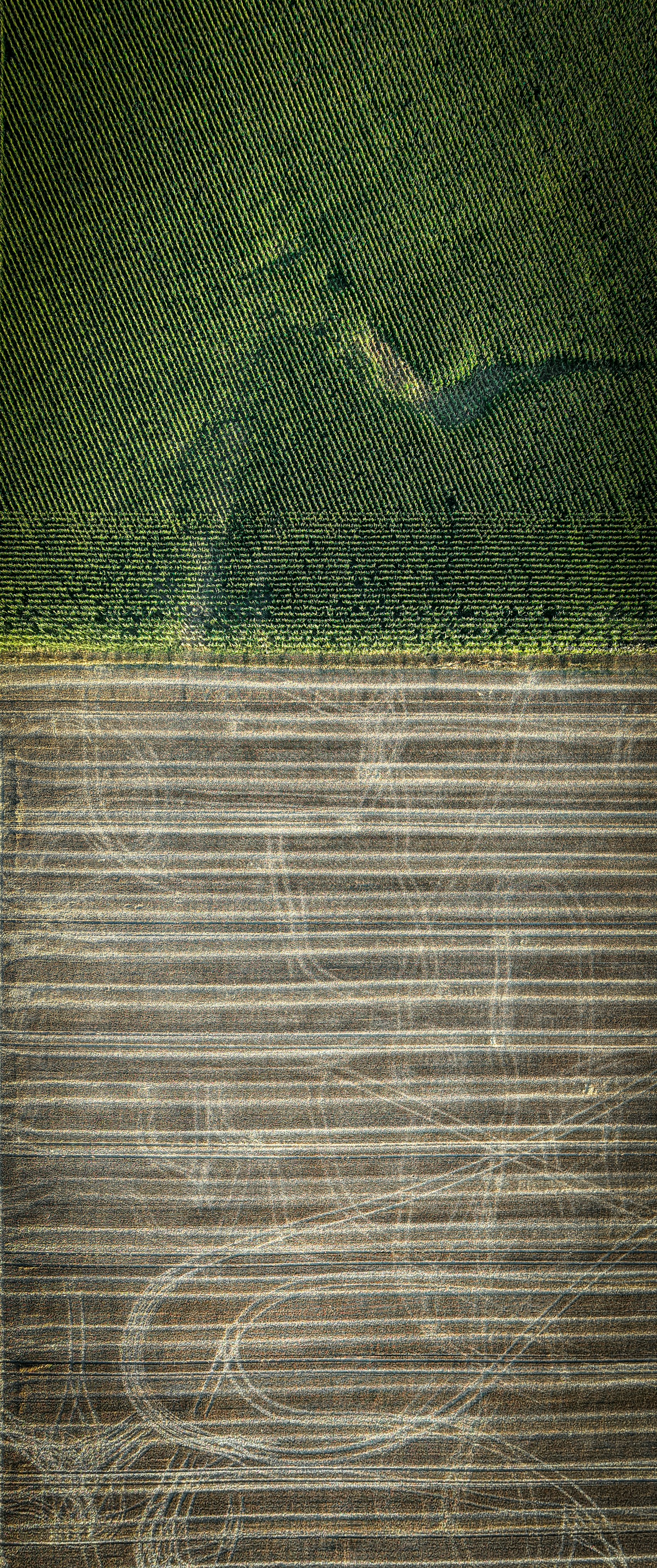 Vineyard Rows and Chalkmark Lines: Aerial Green Gradient Over a Tiled Field
