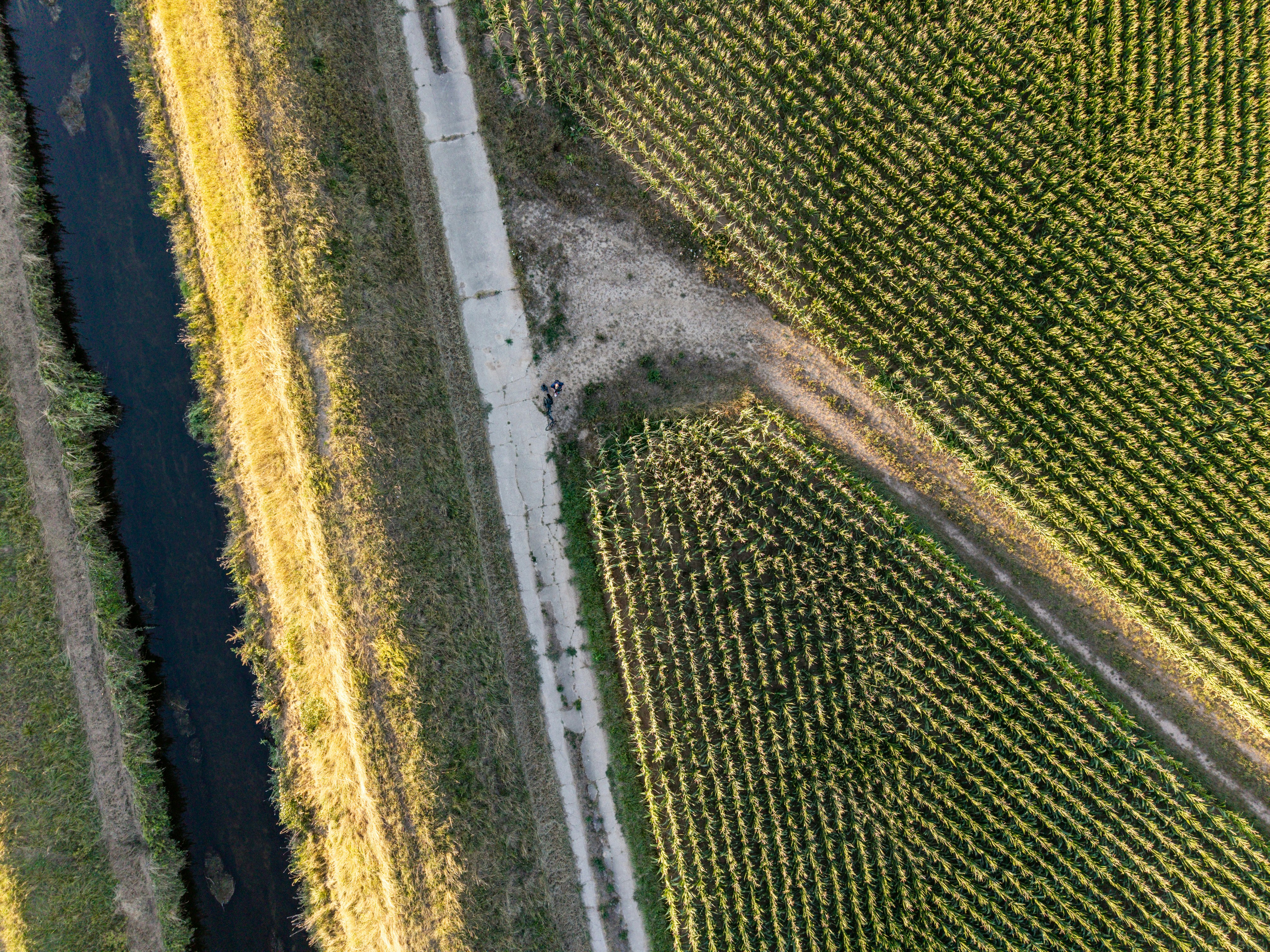 Aerial Cropscape: Parallel Rows Converging Along a Narrow Waterway