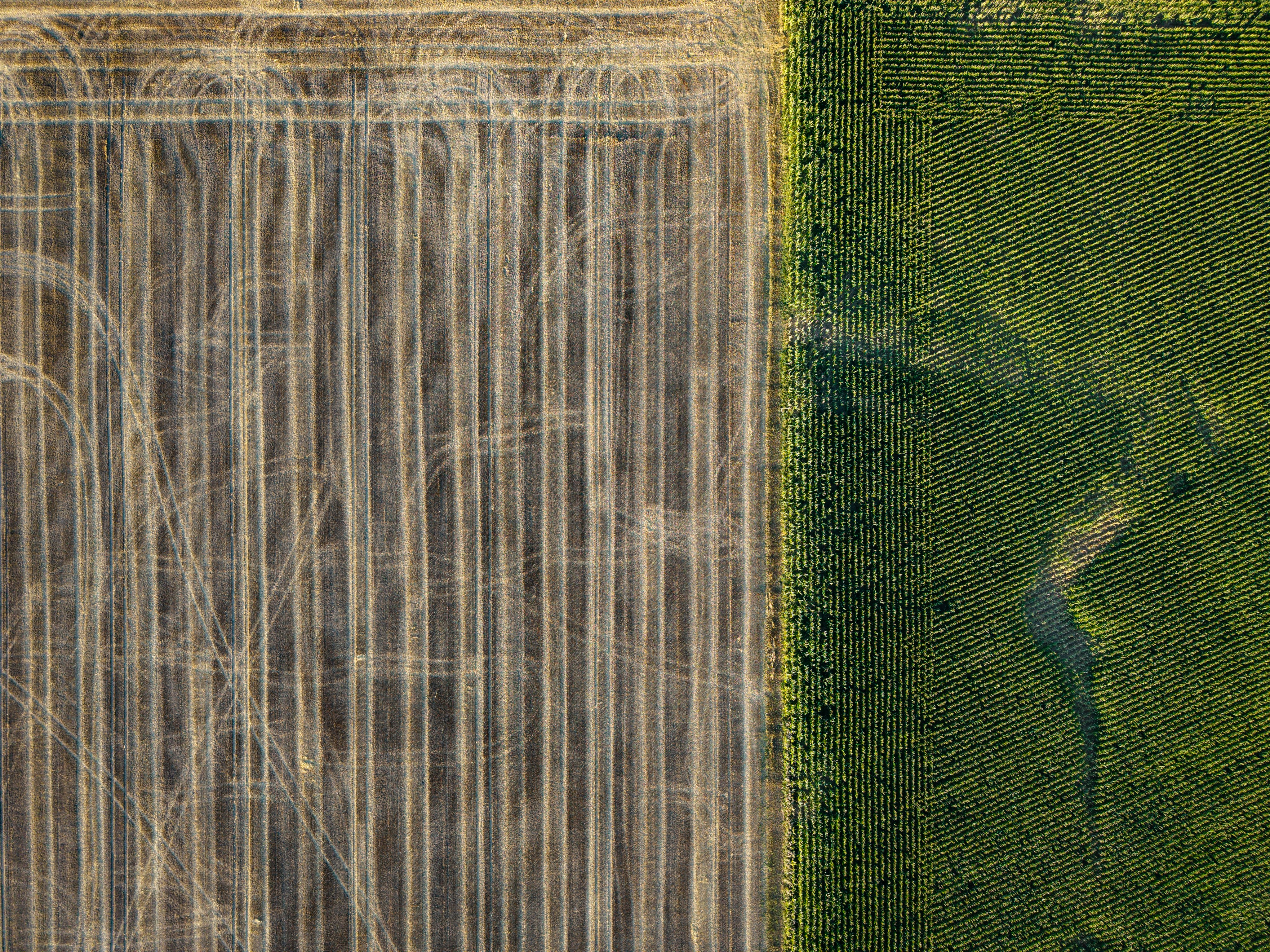 Field edges and treeline converge: geometric rhythm from soil to green