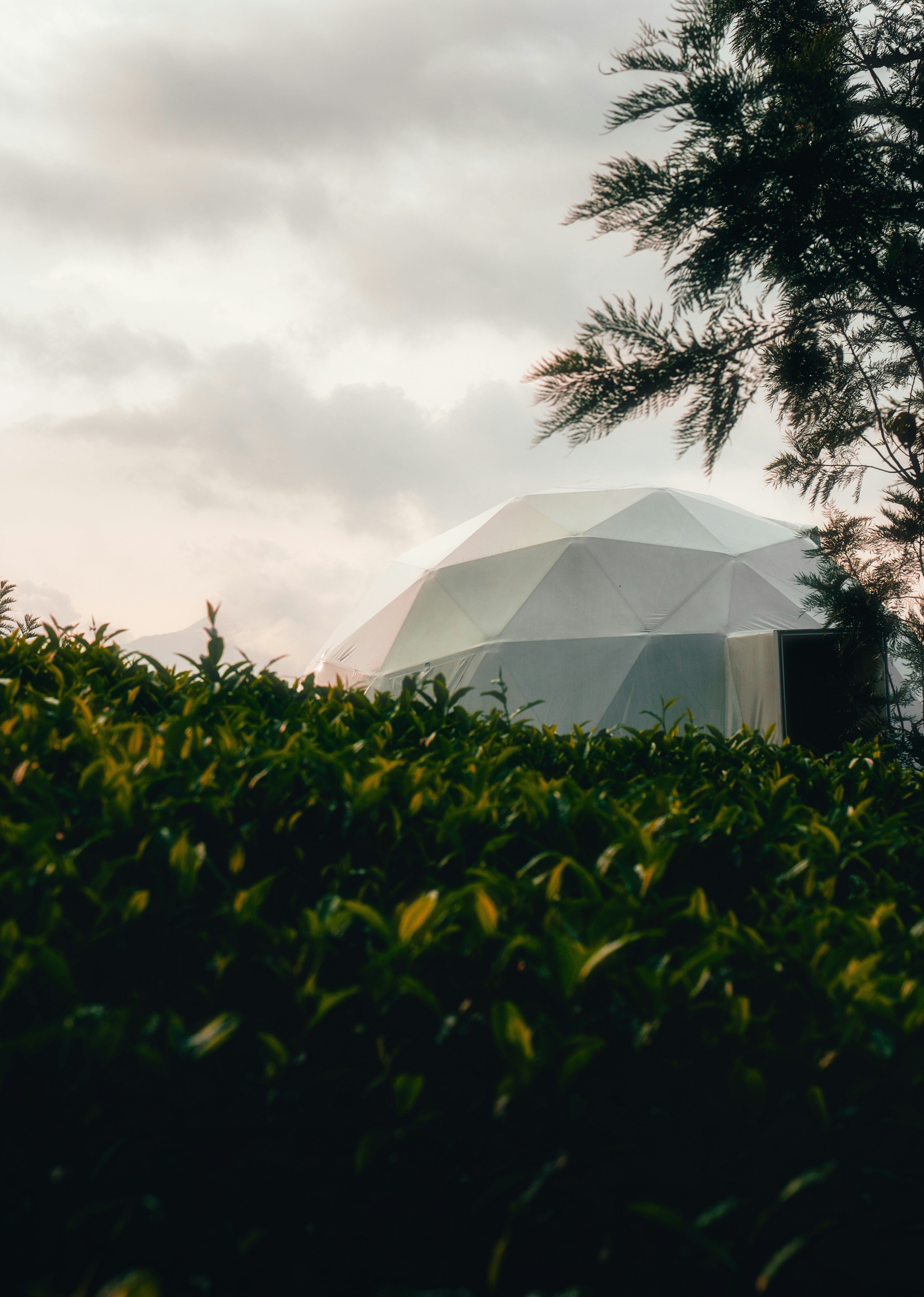 Geodesic dome peeks over a hedge at dusk, with a soft sky and surrounding trees in the background. A photography-ready architectural detail emphasizing calm, natural light and contrast between structure and foliage.