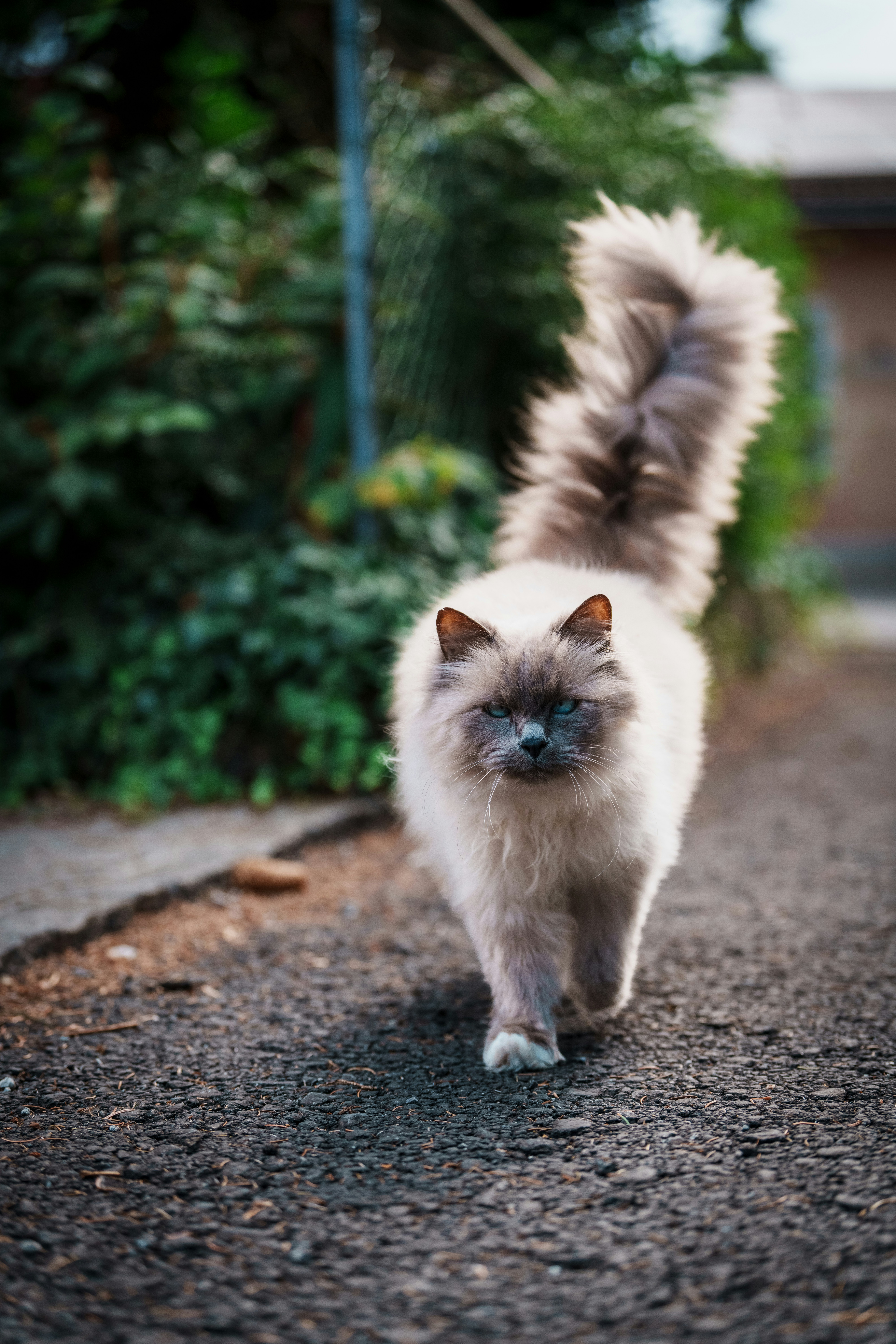 Tail-on Parade: A Punctual Cat Struts Down the Path