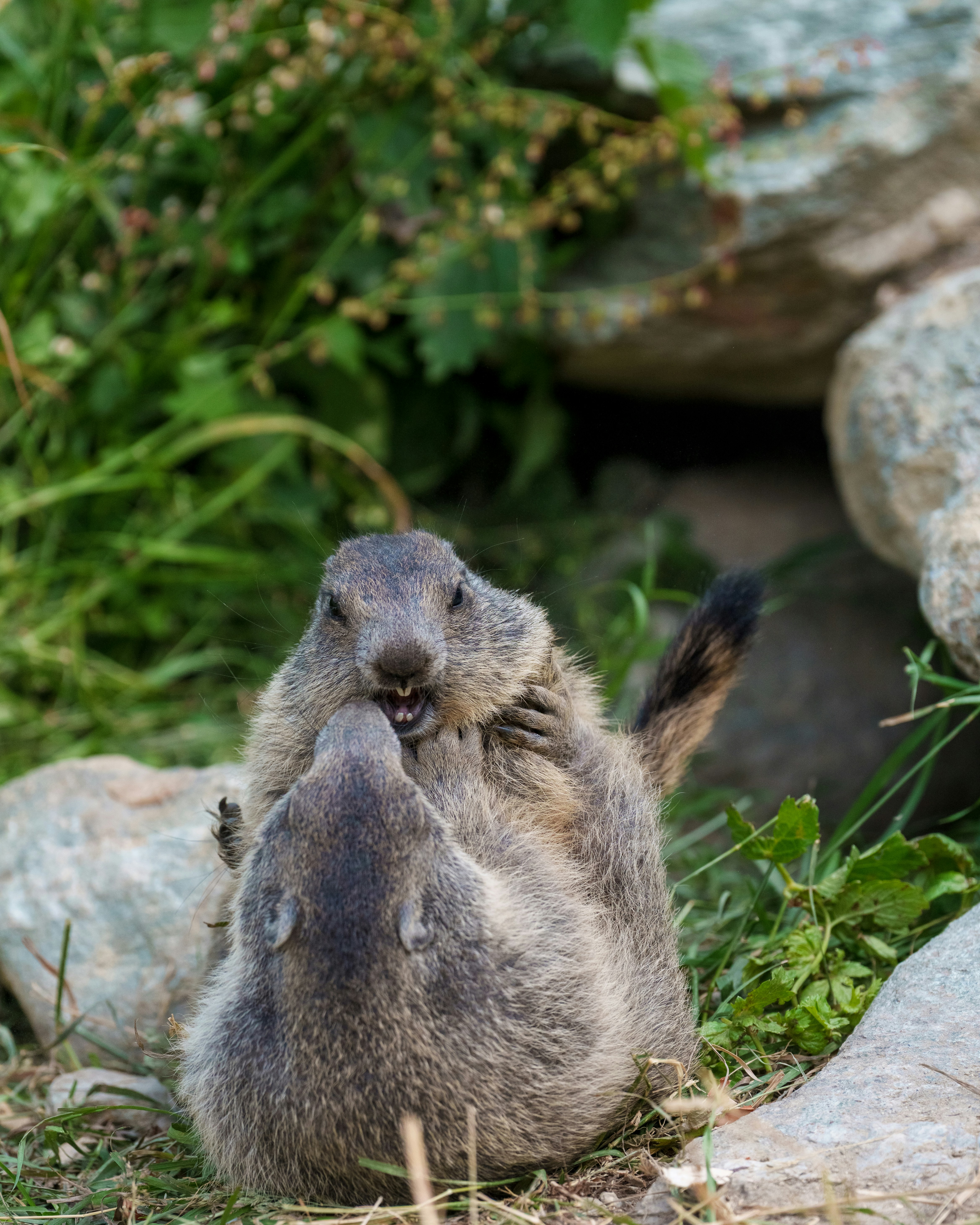 Two Ground Squirrels in a Quiet Rock Garden