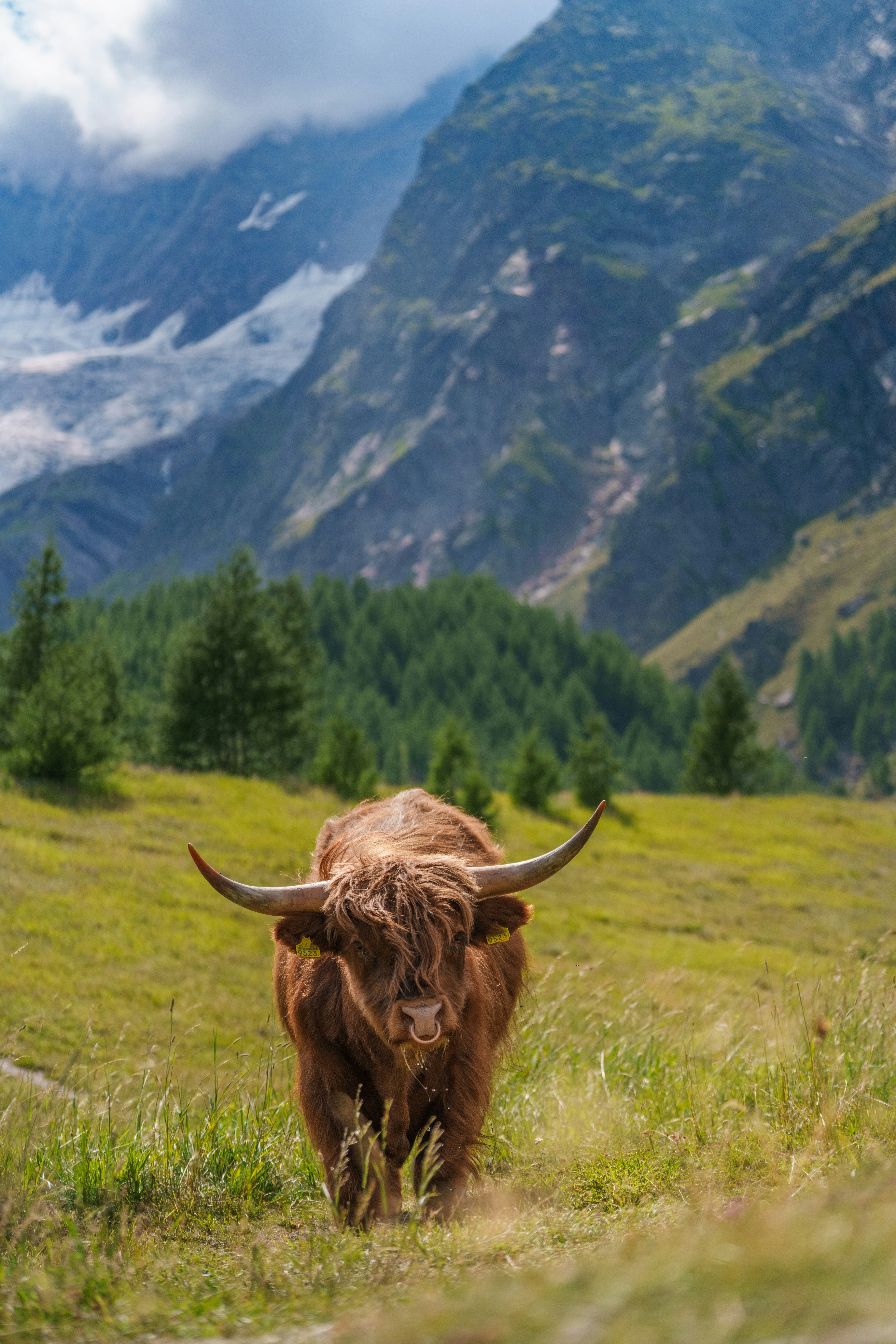 Sturdy Highland Protector: A Highland cow in a sunlit valley with distant alpine backdrop