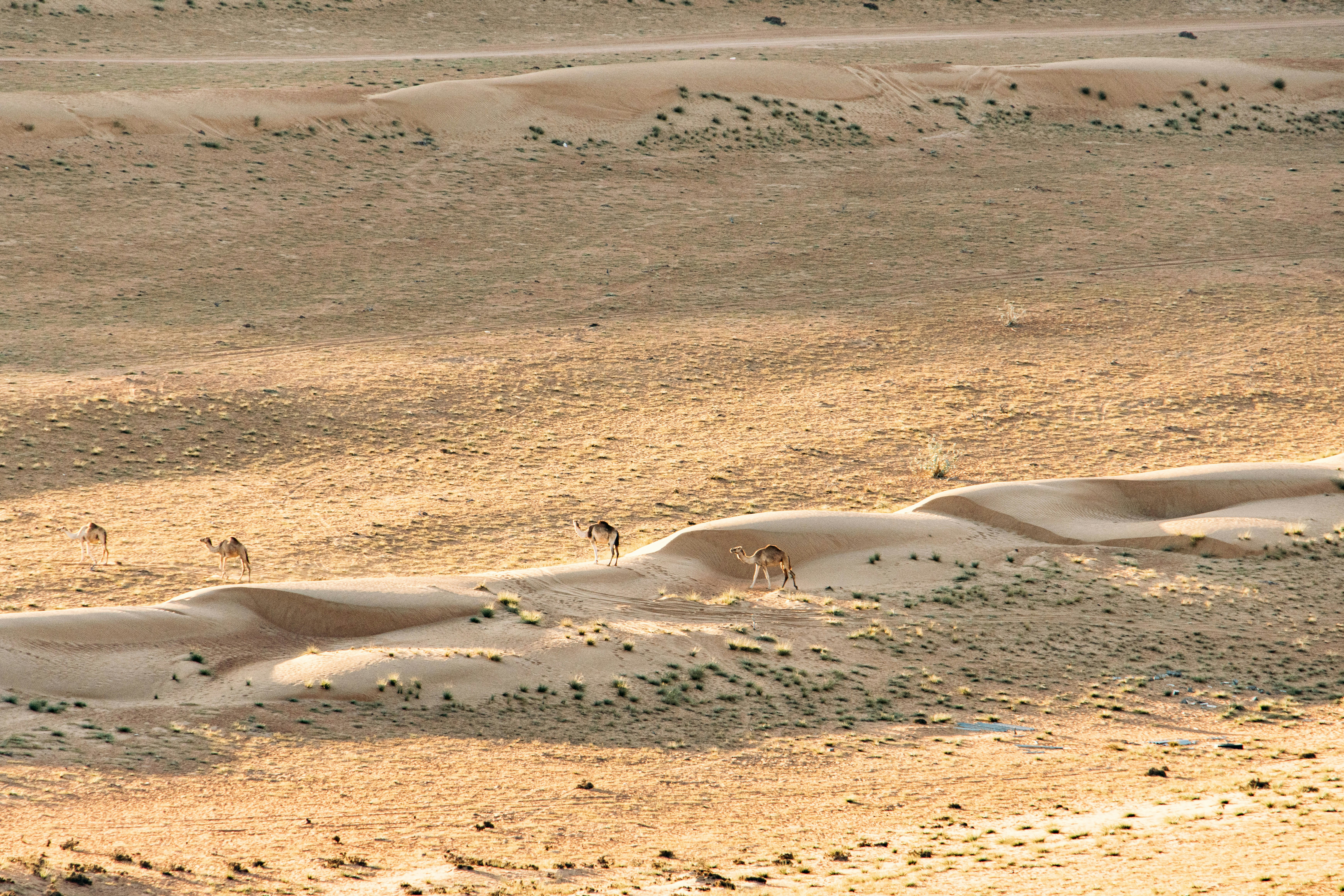 Whispers of Dune: Herding Shadows across Desert Ripples