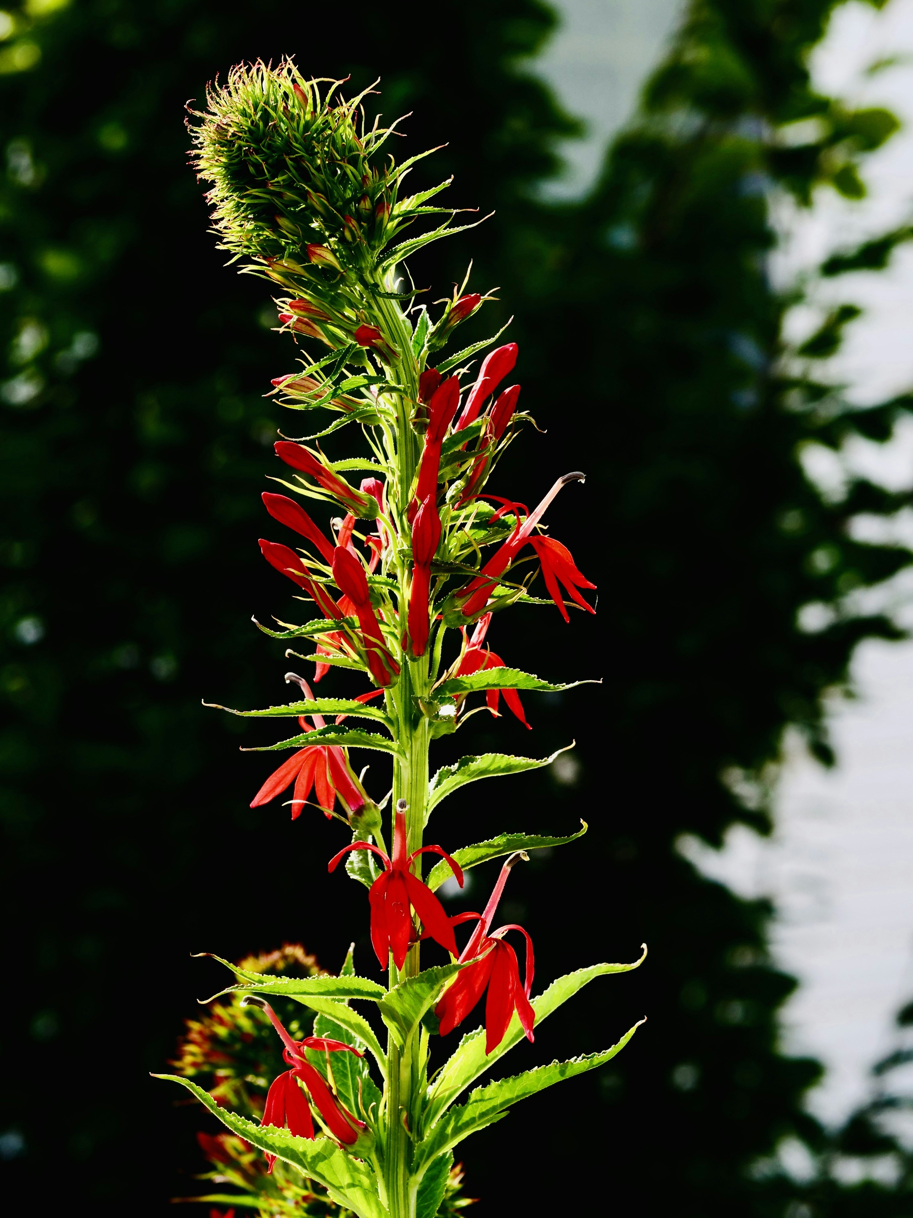 Red Torch: A Bold Alpine Flower Reaches for the Light