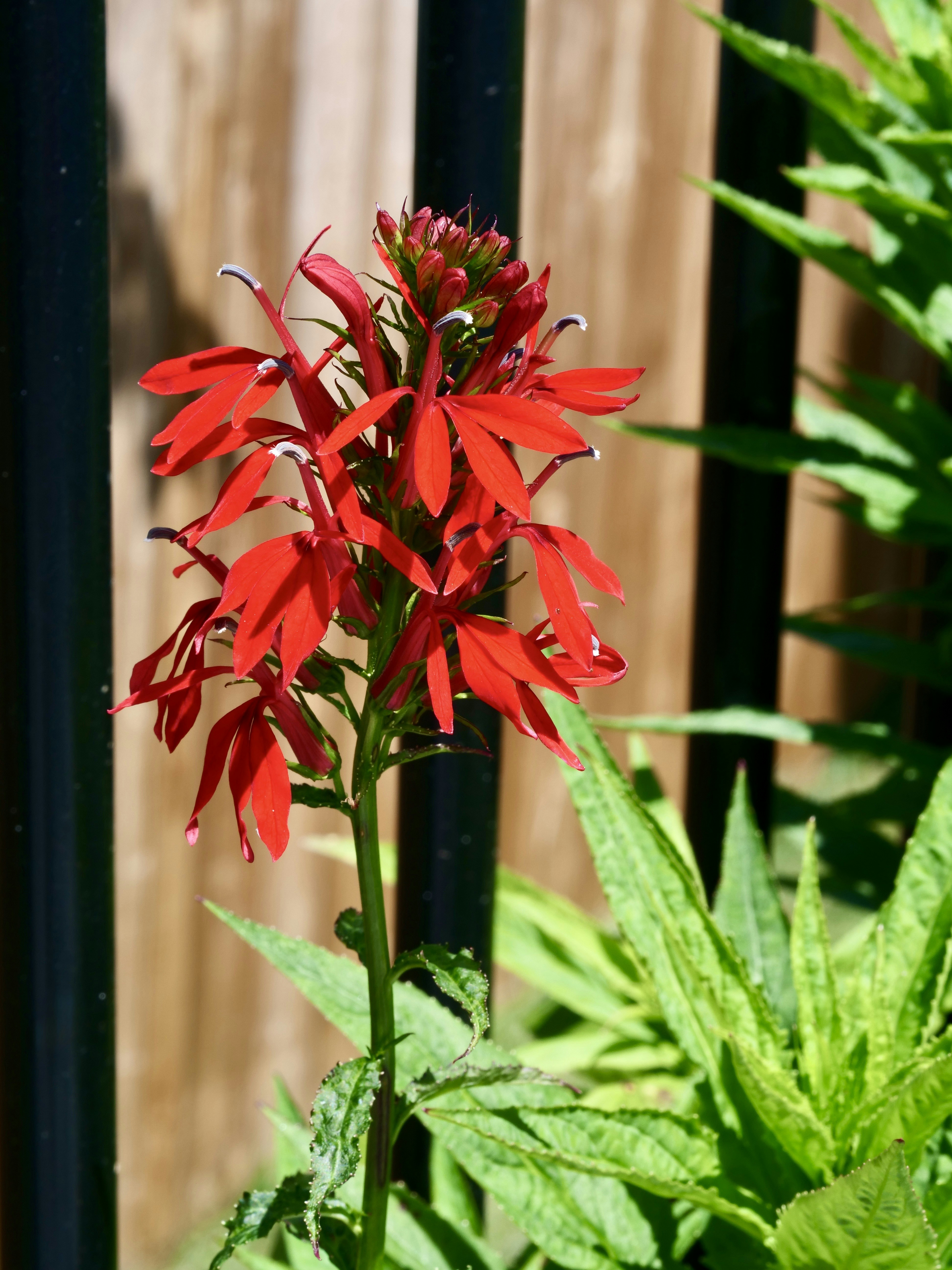 Crimson Bloom Against Iron Bars