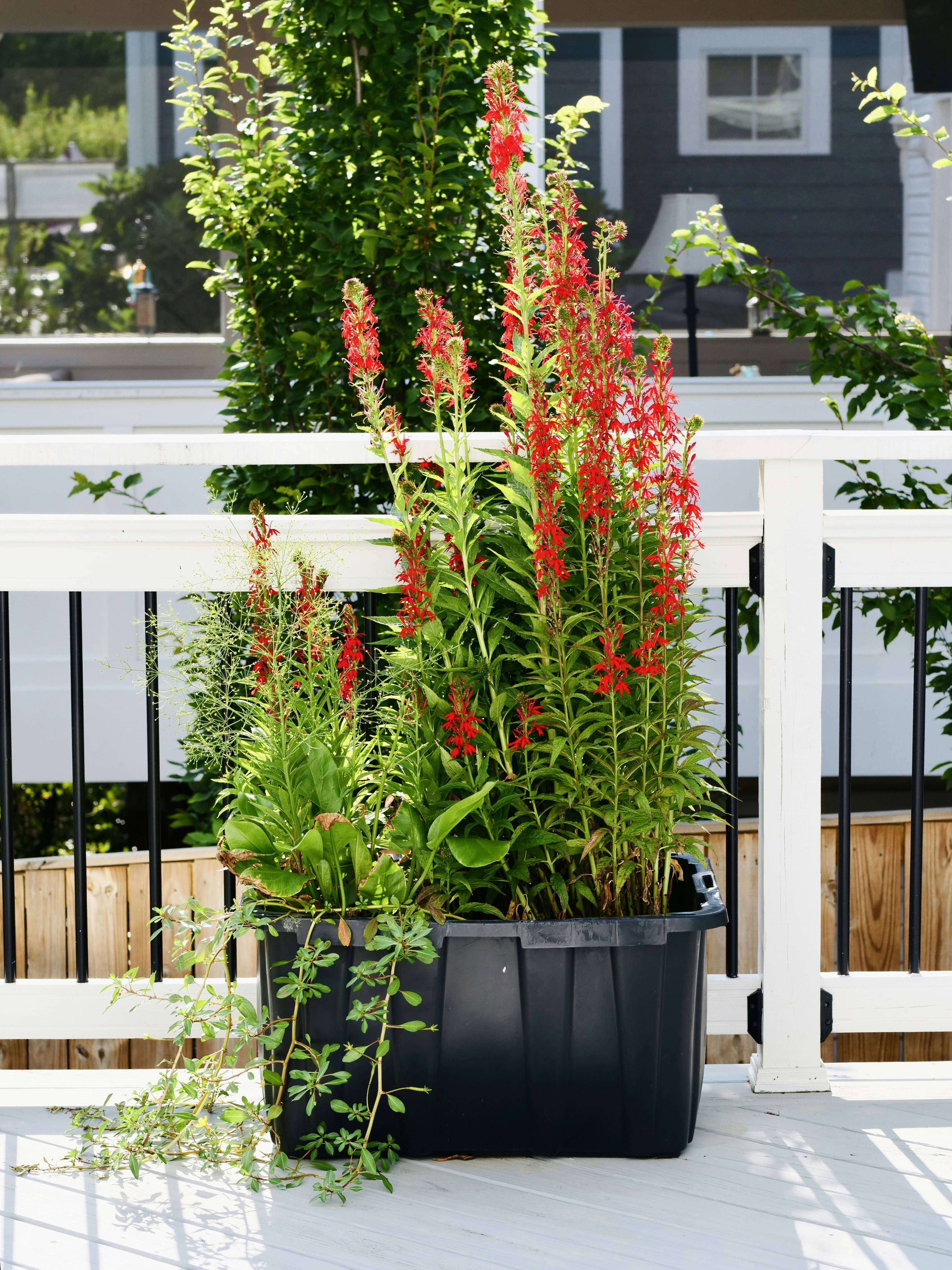 Crimson Spike Garden on a Sunny Terrace