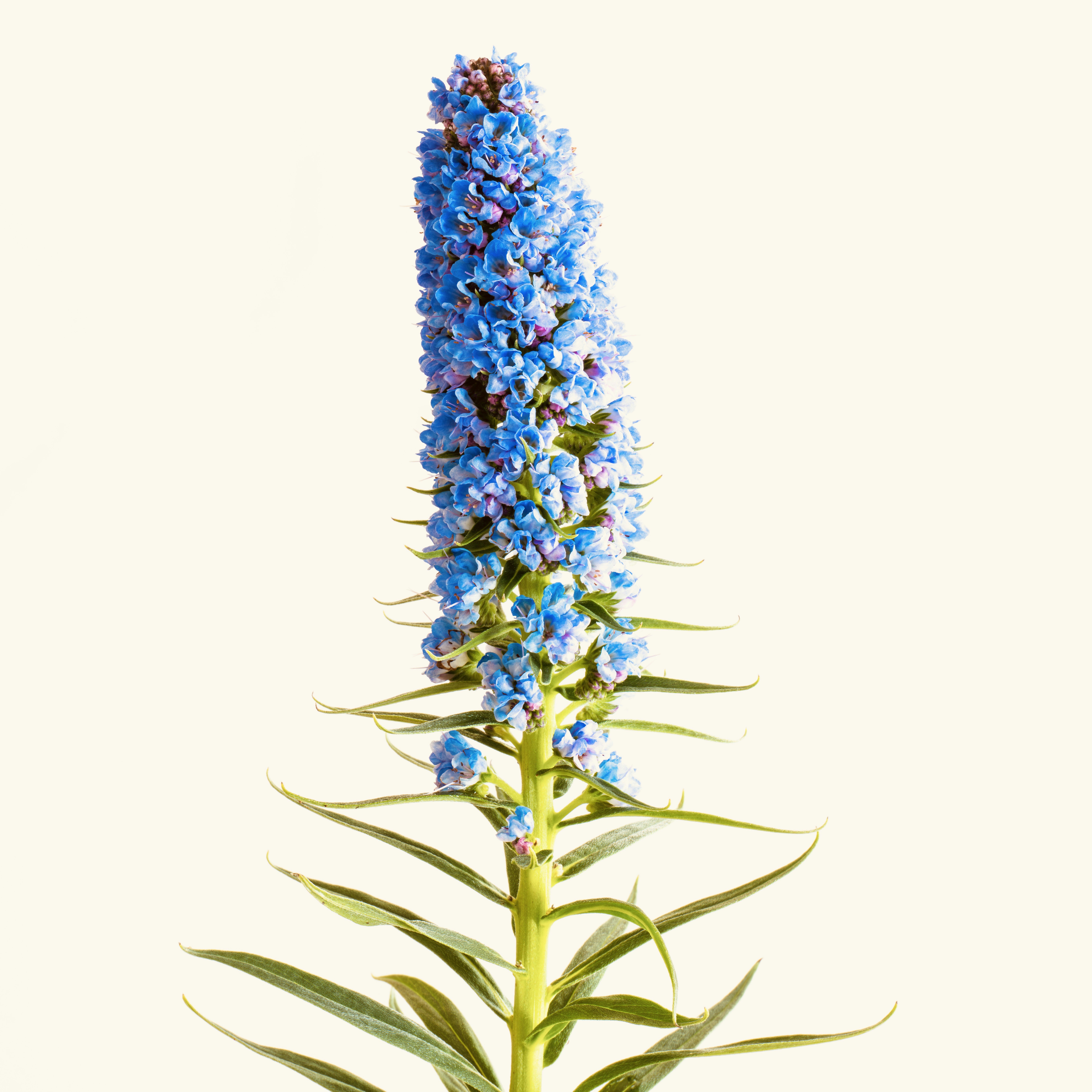 Azure Cone: A Single Blue Spike Striking Against Cream Background