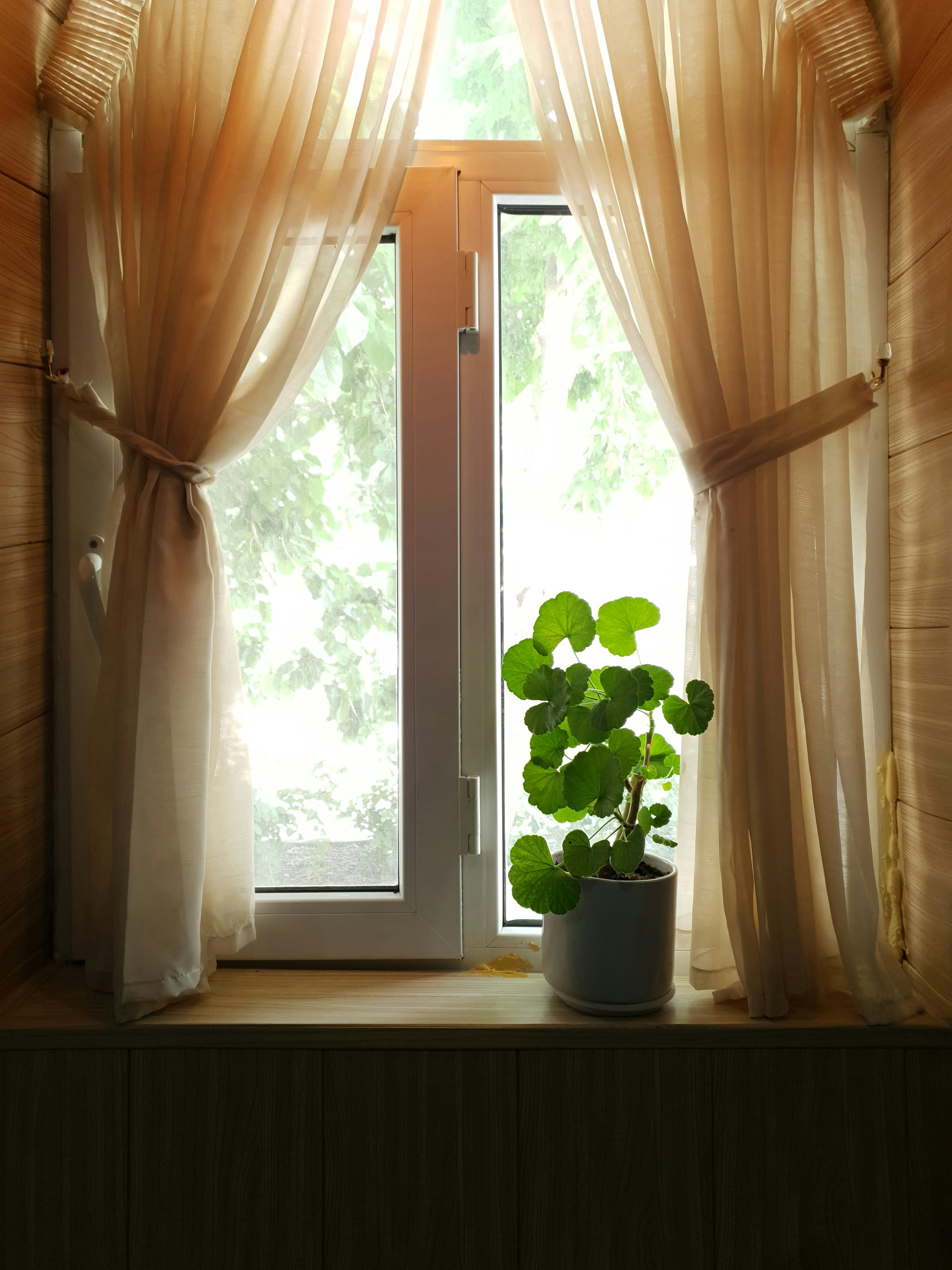 Soft Light through Sheer Curtains onto a Potted Plant by a Window