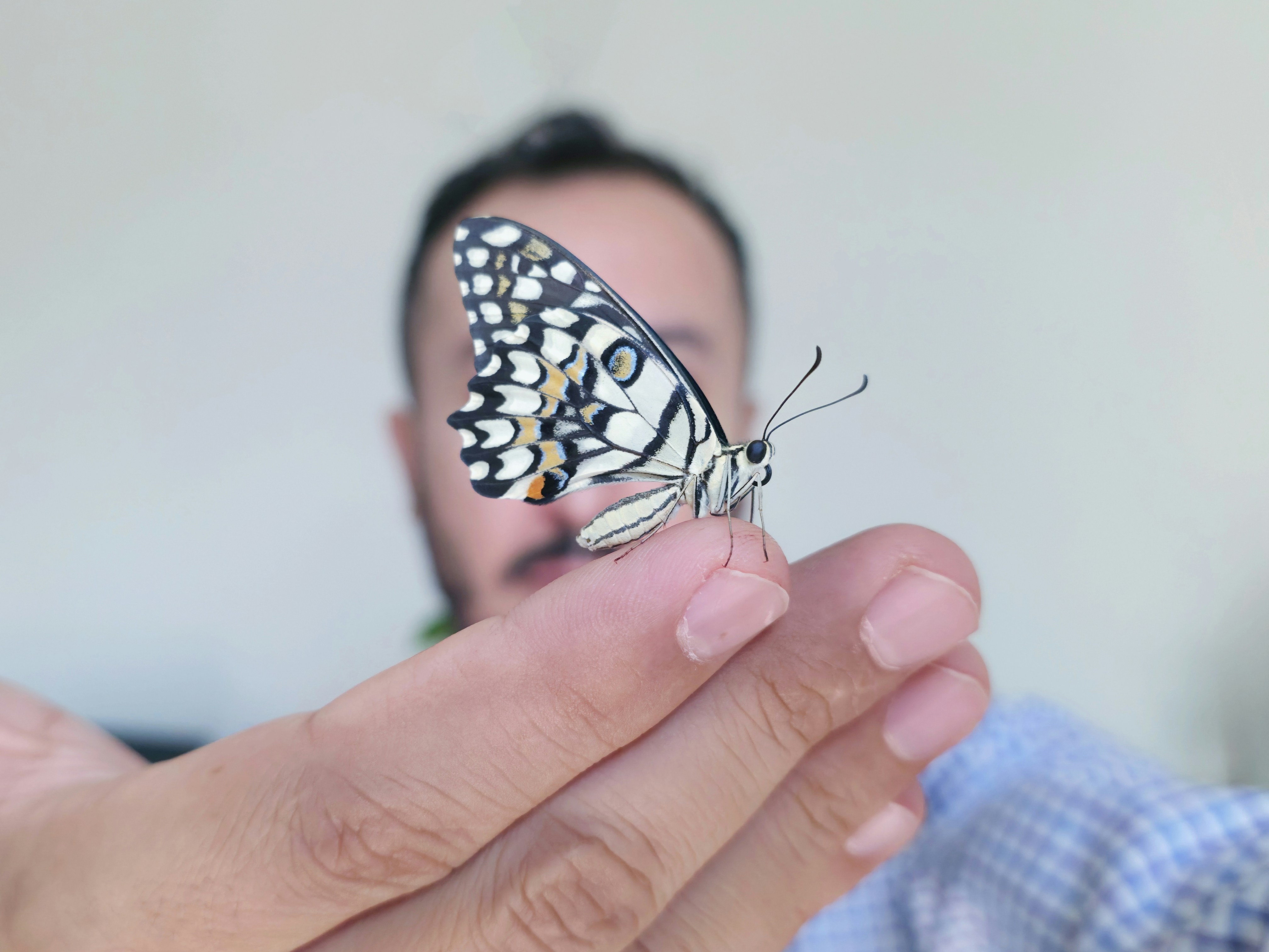 Butterfly on fingertip: a delicate moment of contrast and scale