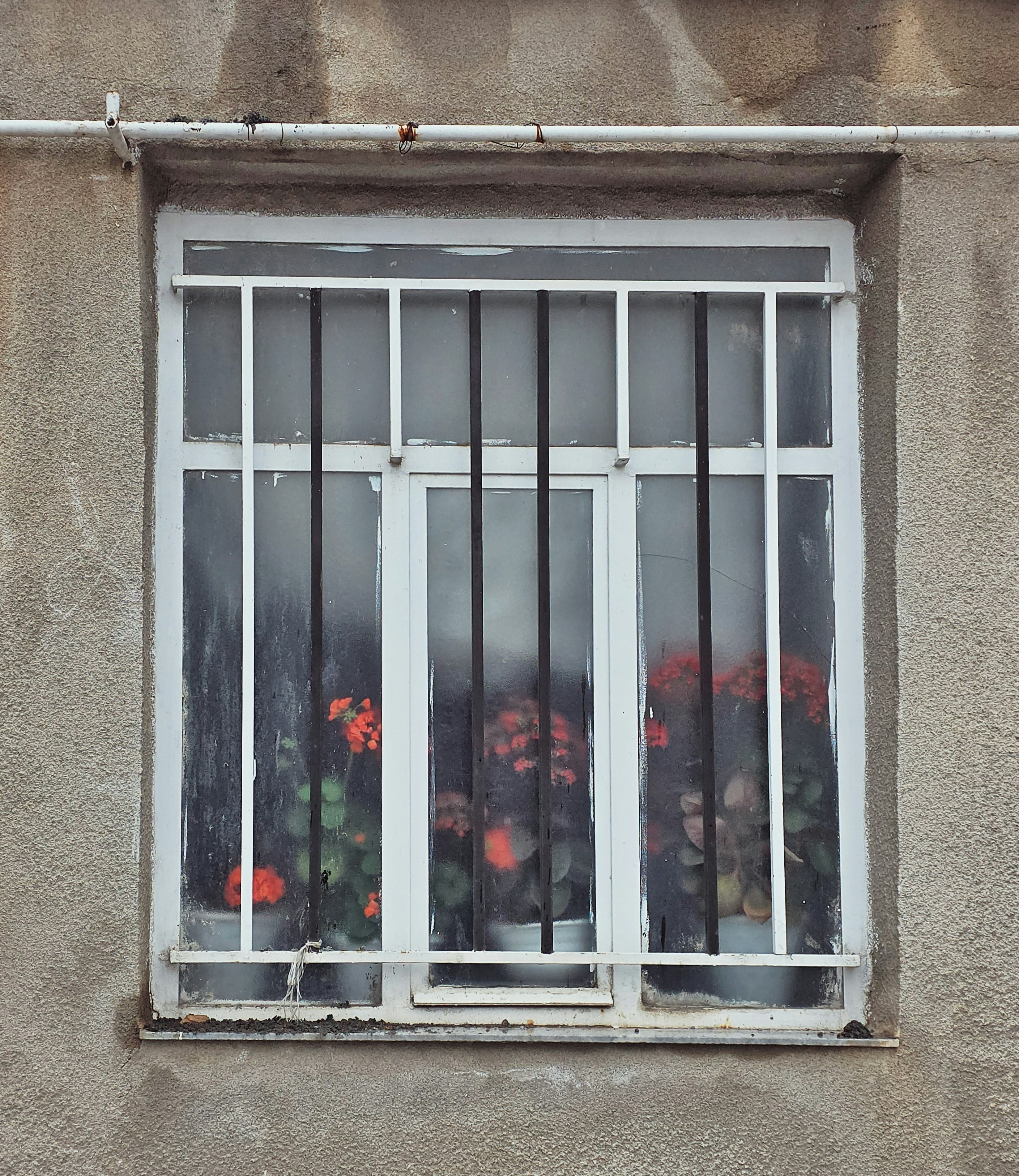 Blooms Behind Bars: A Window Garden in Pink and Red