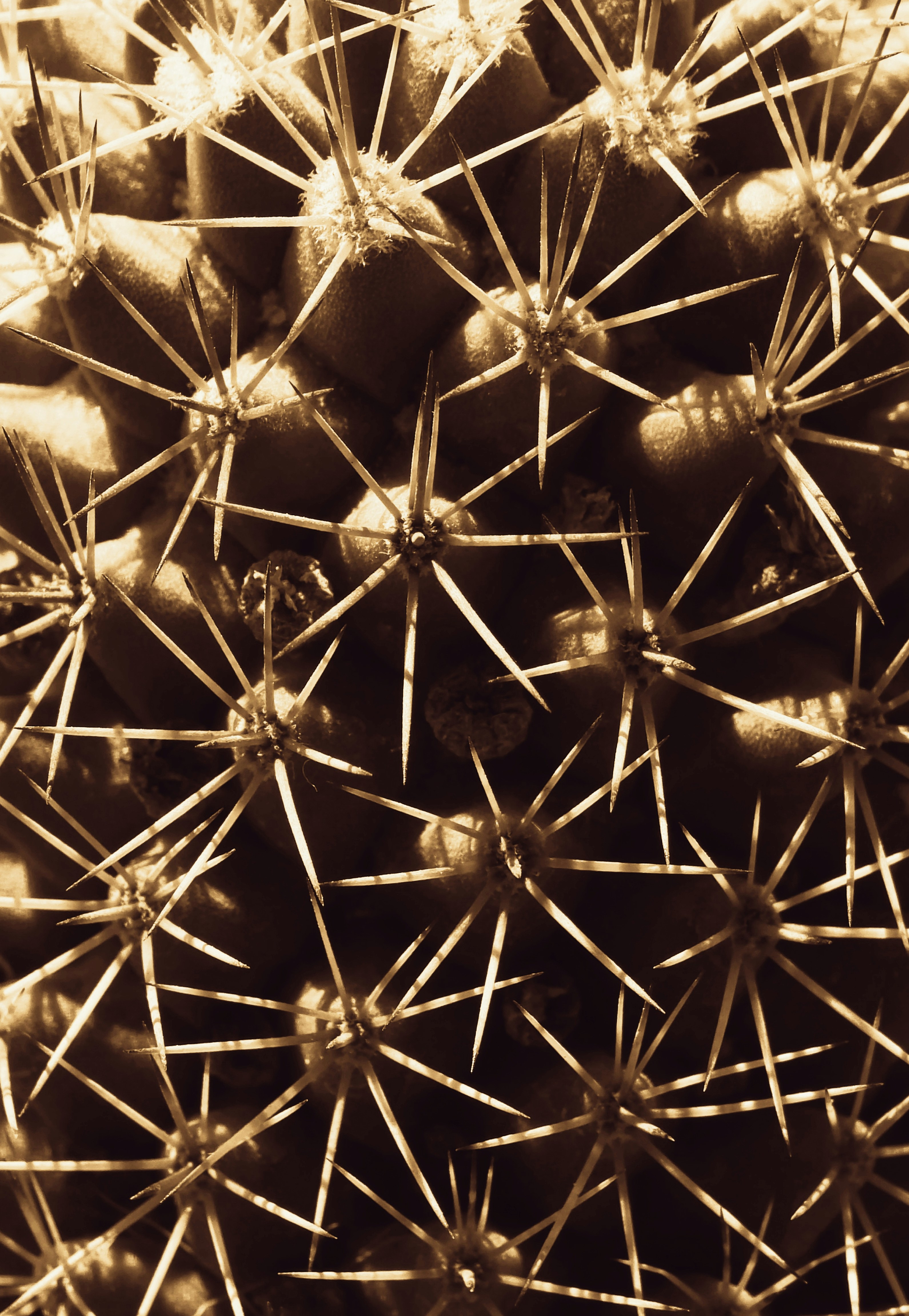 Geometric thorns in sepia: a close-up cactus lattice