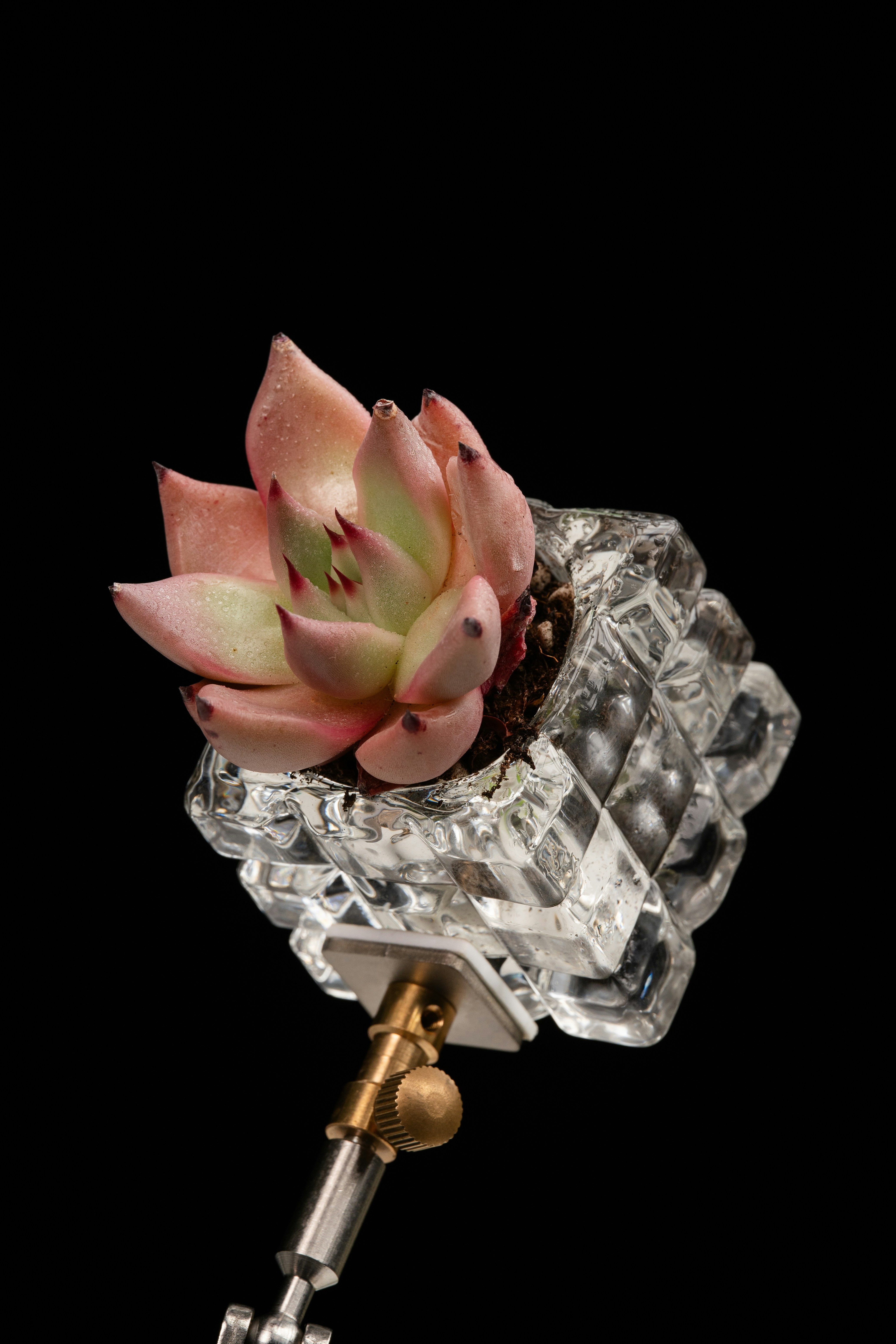 Crystalline pedestal: a succulent crowned by glass symmetry
