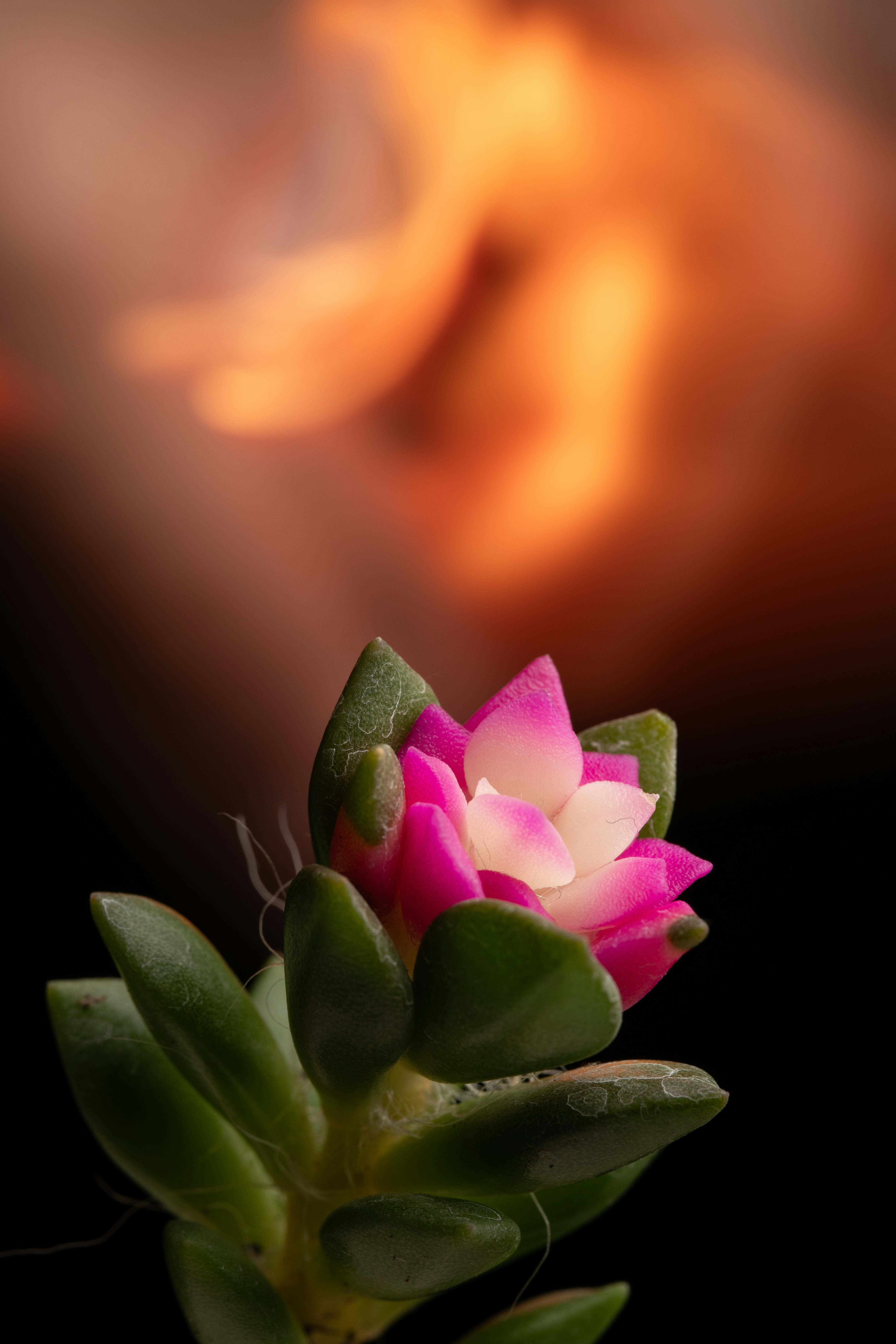 Blushing Succulent in Neon Flame Backlight
