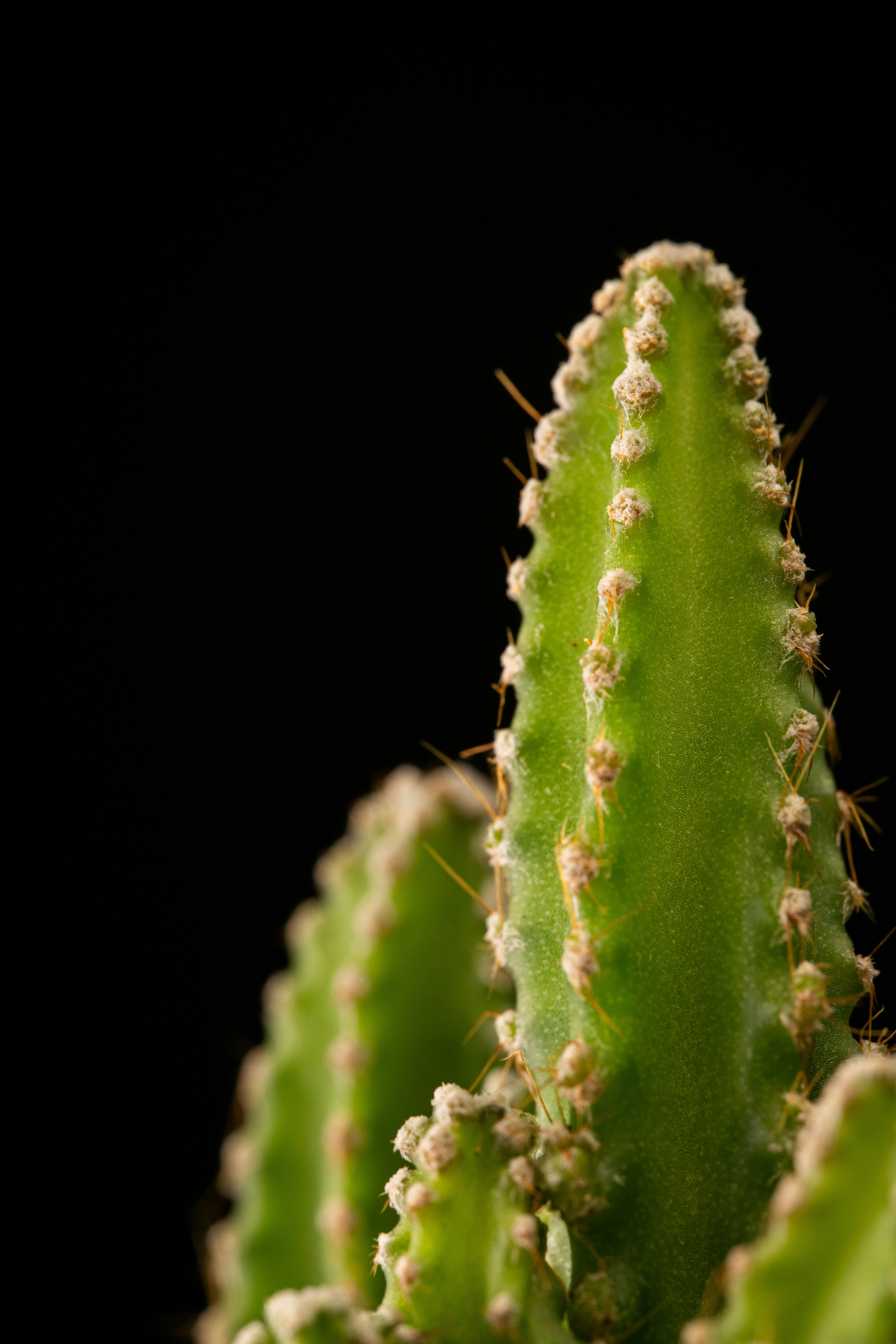 Emerald Spine: Close-up of a Cactus Stem Against Night
