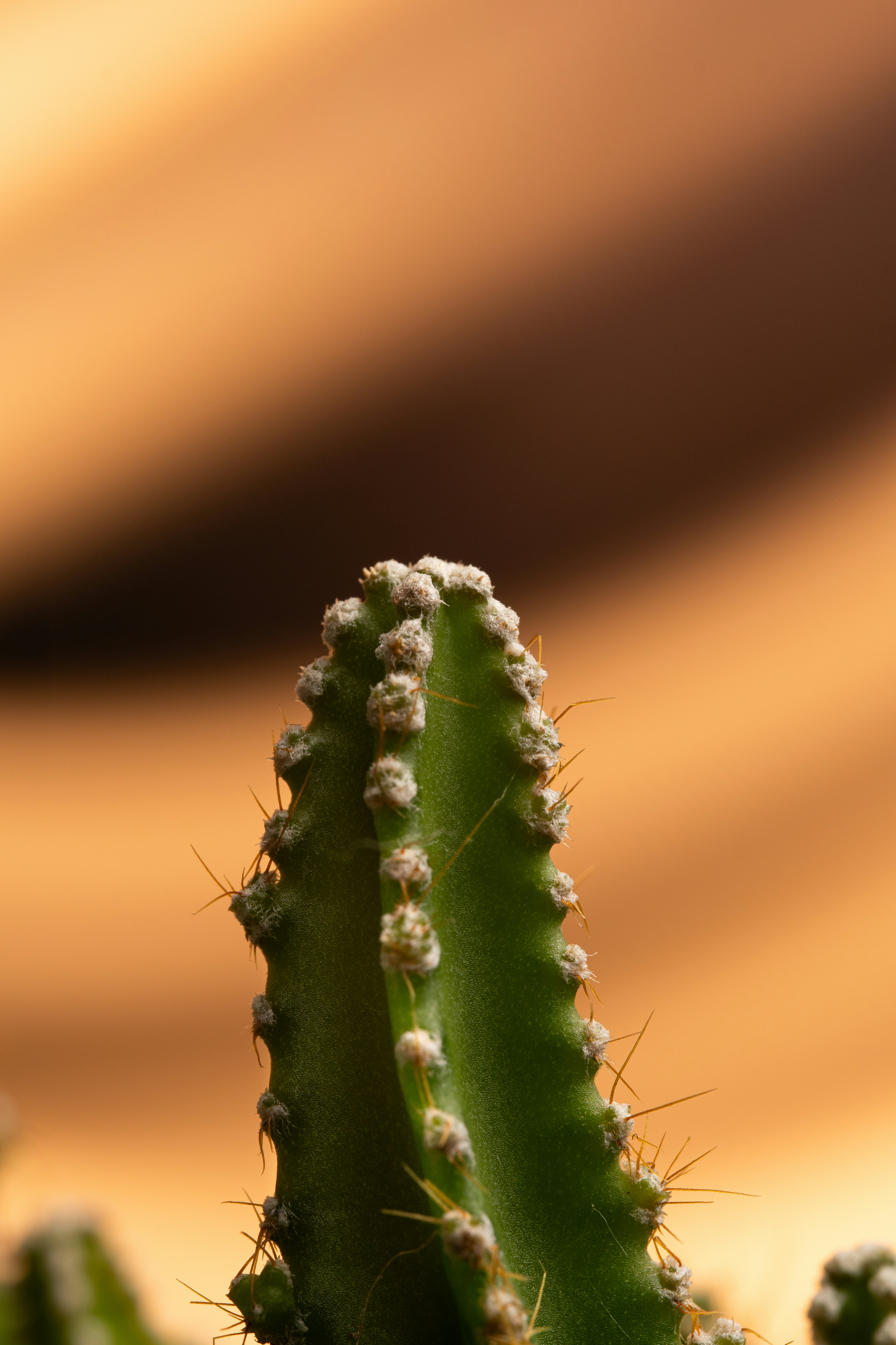 Cactus Spine in Warm Sandlight