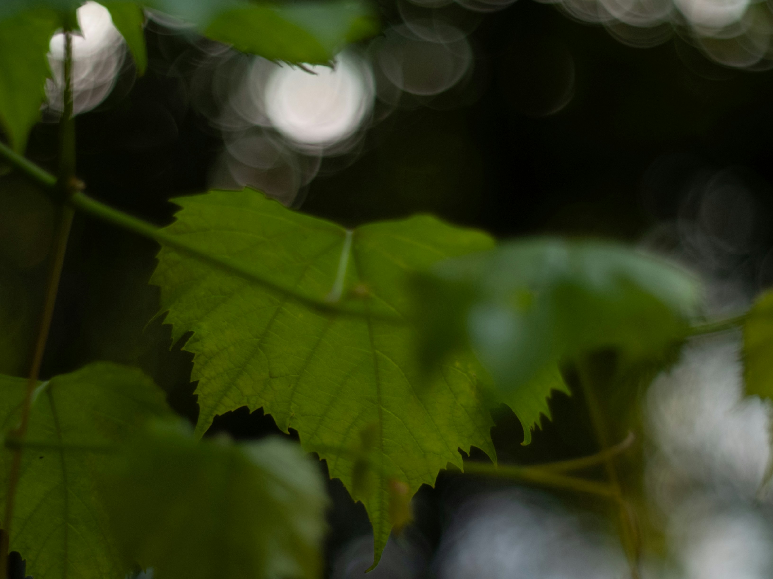 Close-up of vibrant green grape/ivy-like leaves with soft bokeh in the background, emphasizing natural texture and venation. Photograph appears as a nature study, likely a plant specimen frame.