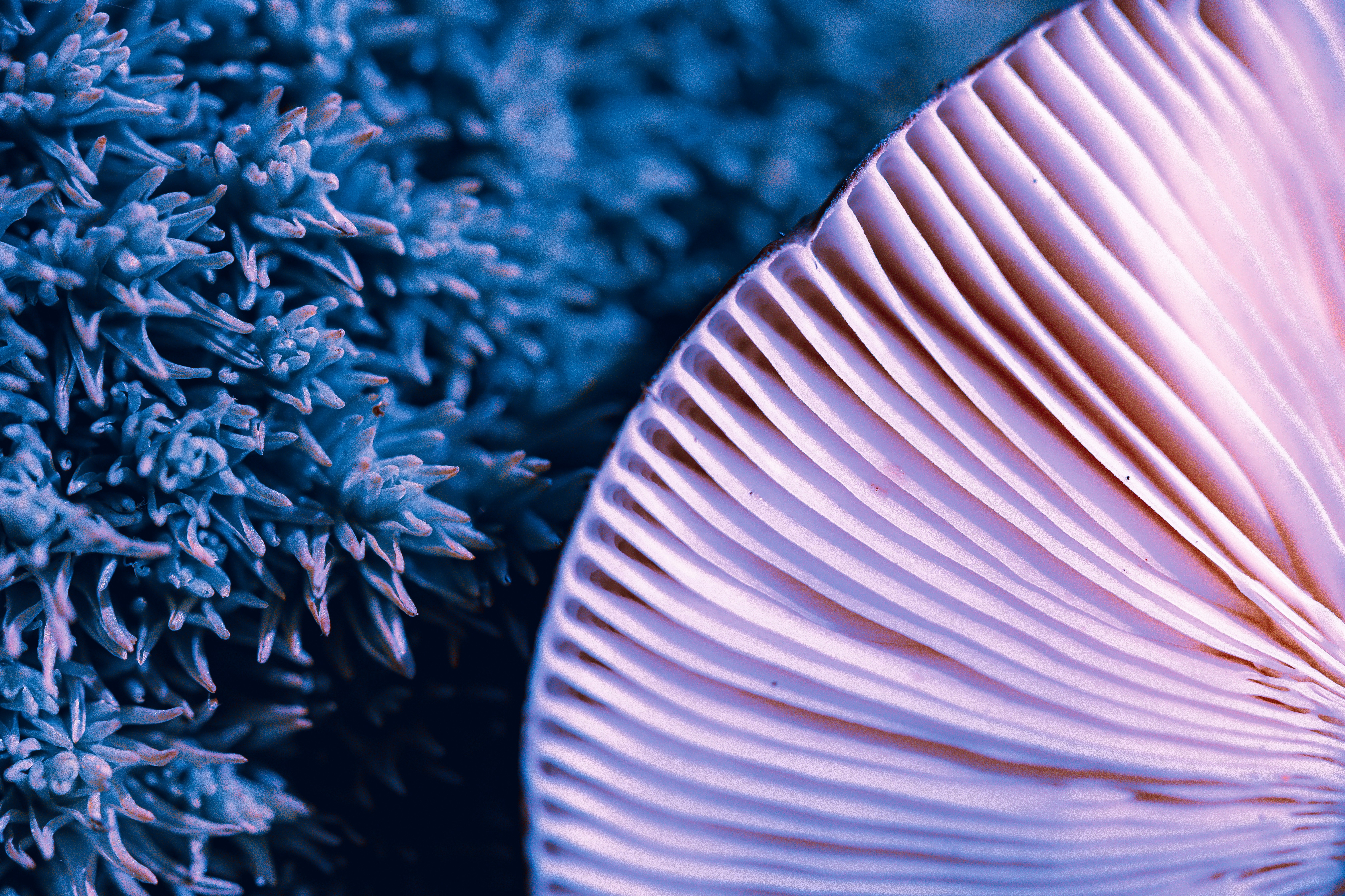Close-up of a pink-trosted mushroom coral edge against blue coral backdrop, highlighting gill-like ridges. A marine invertebrate close view, emphasizing texture and color differentiation.