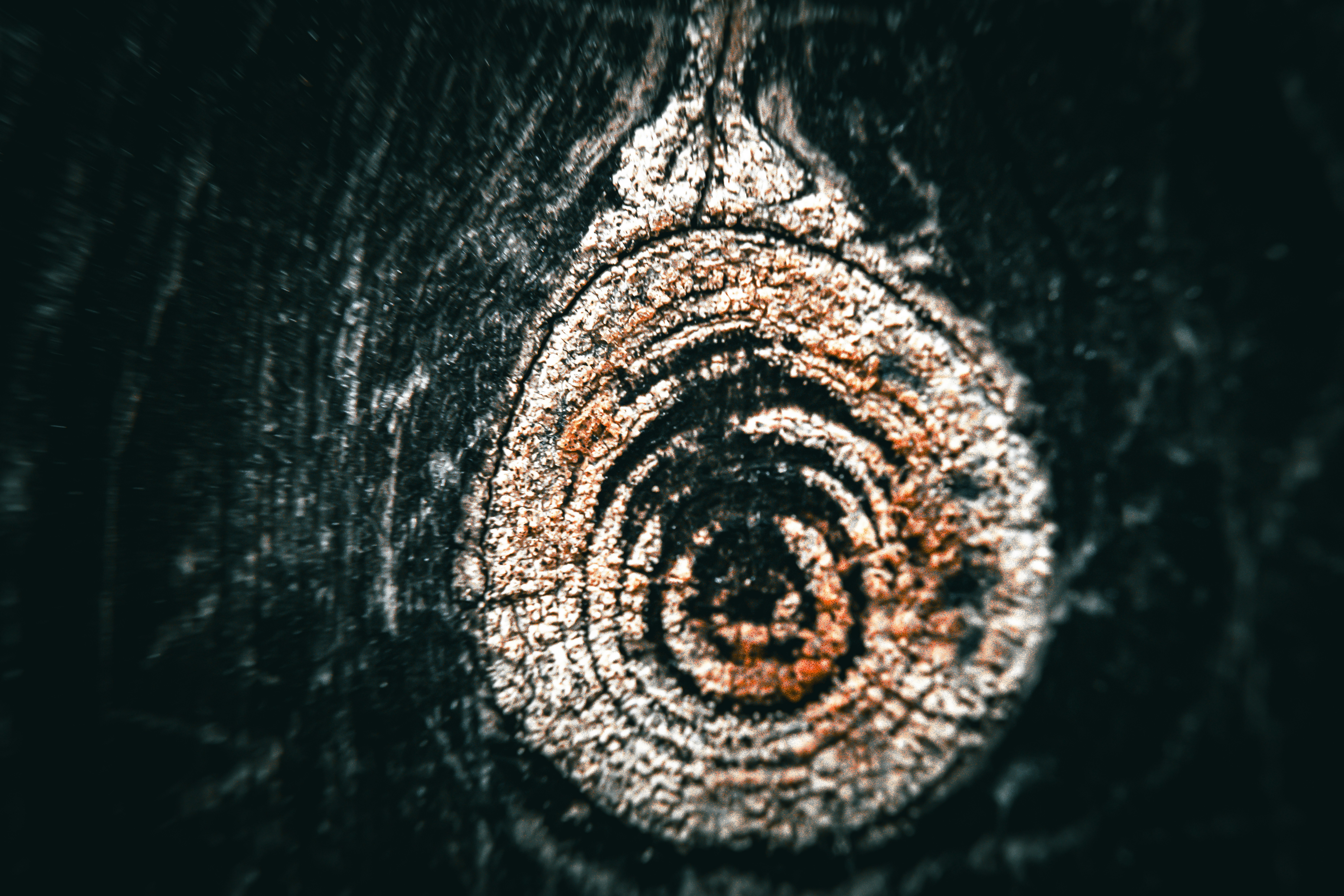 Cross-section Focus: A Weathered Tree Ring Morning