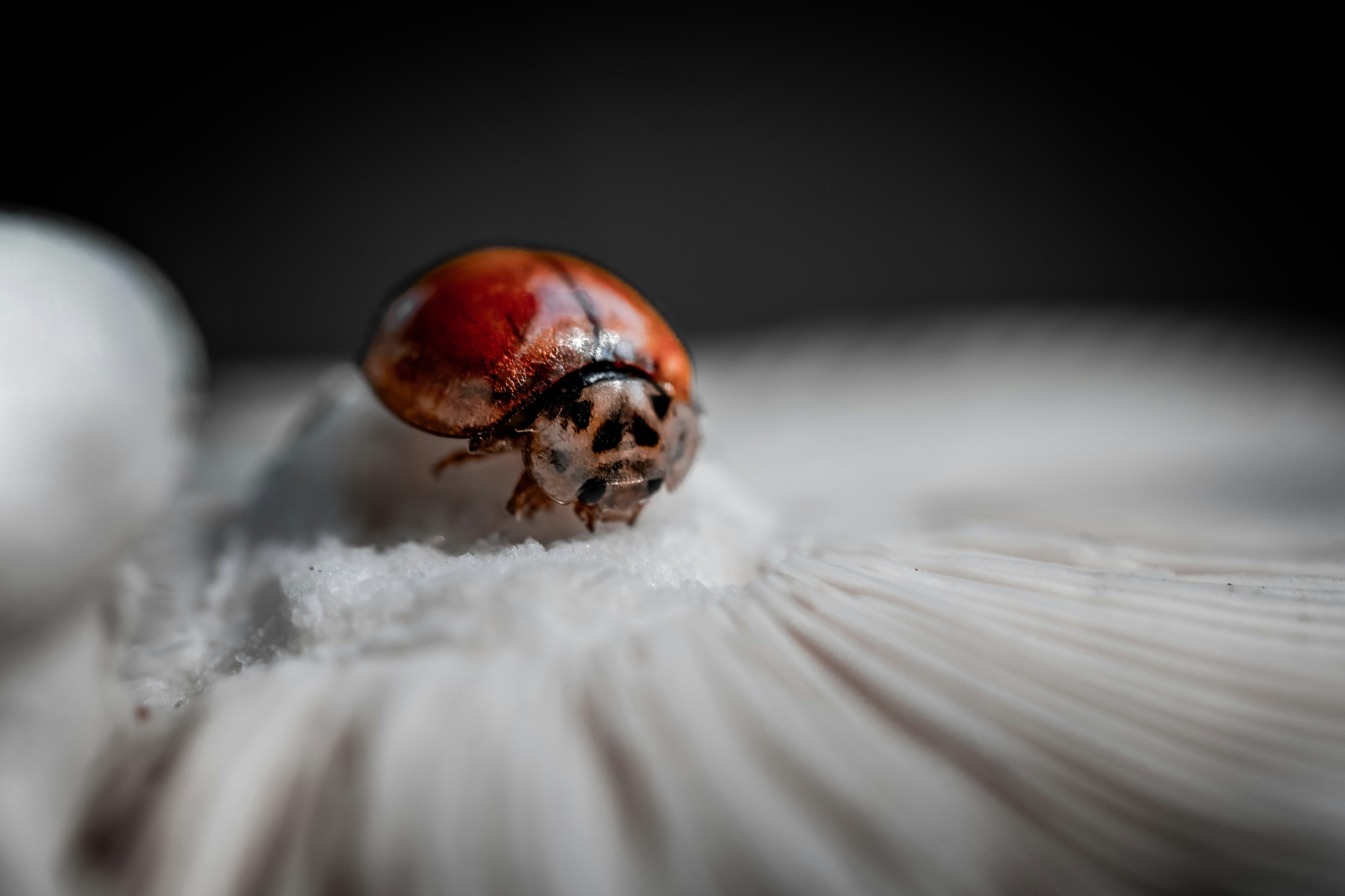 Close-Range Encounter: A Ladybug on a Frosted White Surface