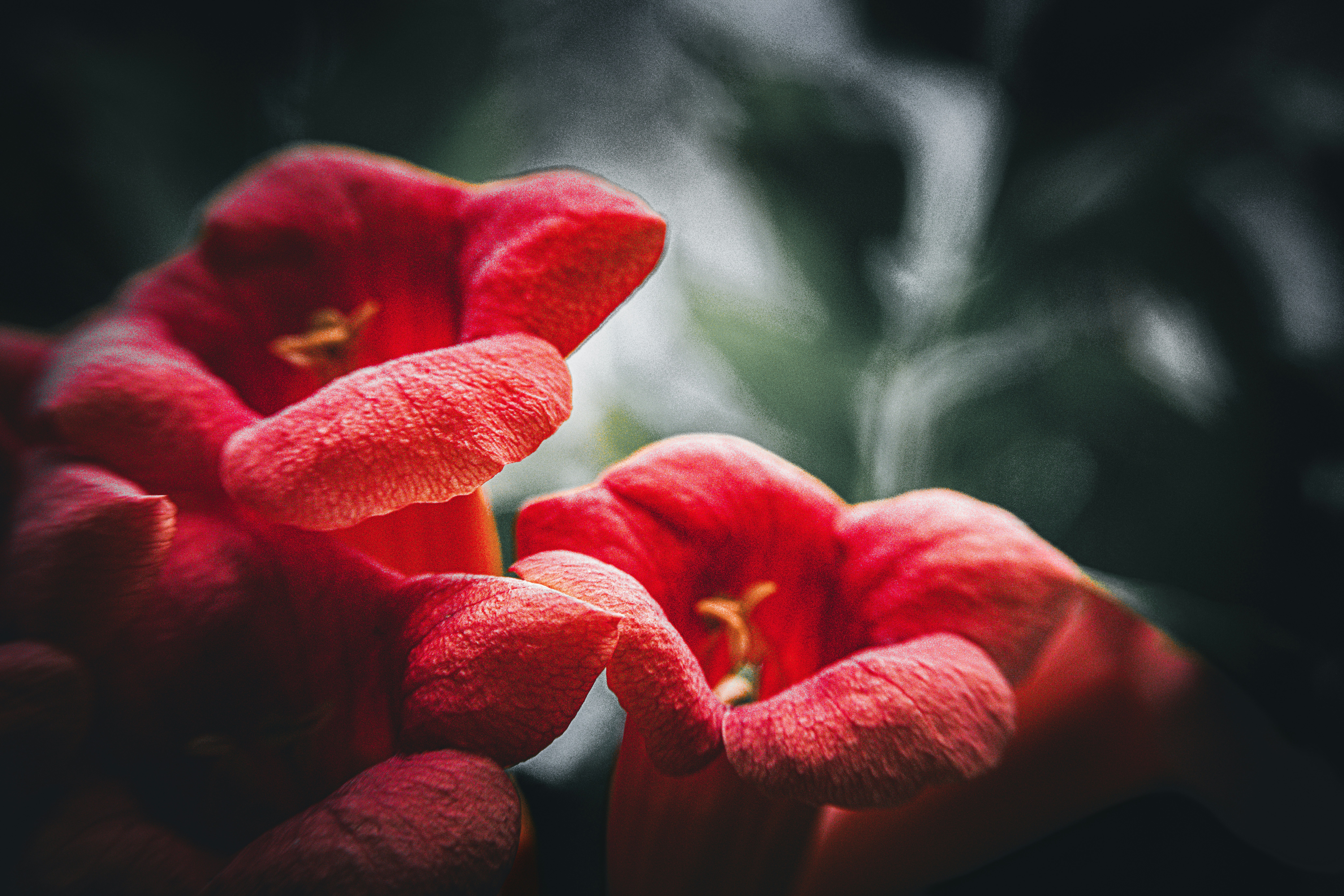 Close-up of vibrant red petals with a dark, blurred background; a botanical detail shot emphasizing texture and color. (Logo-free macro composition).