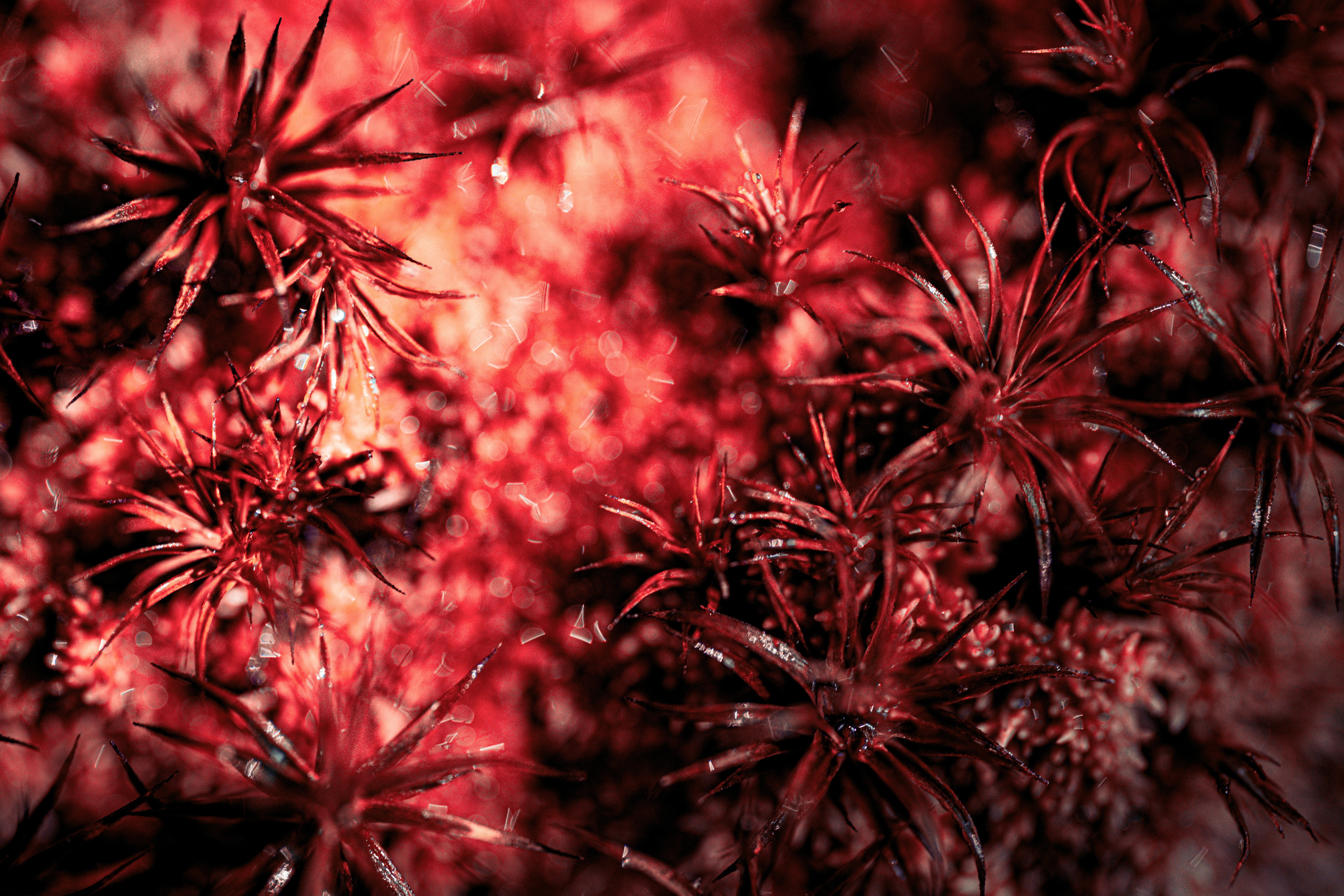 Crimson Pineapple: Close‑In on Velvet Fern-Needles in Deep Red