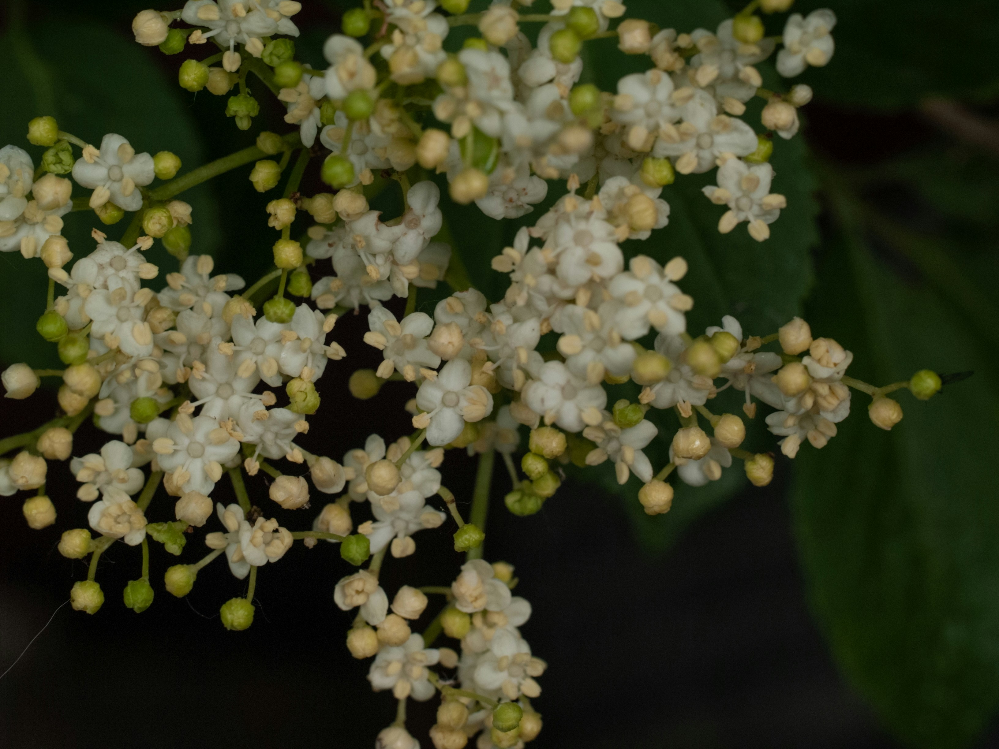 Whispers of White: a bloom cascade
