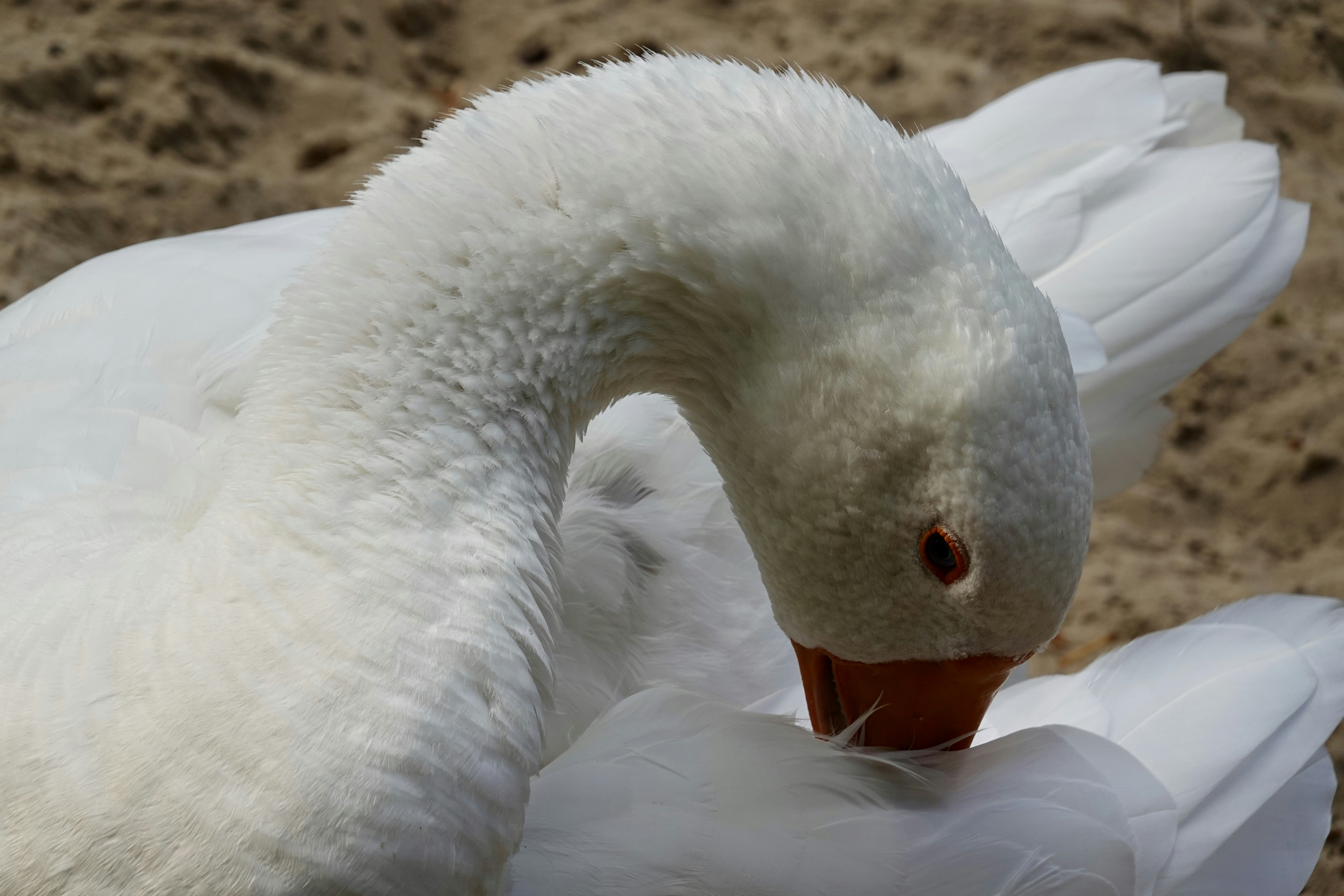 Close-up of a white goose with a curved neck, nuzzling its feathers; the soft plumage and red-orange beak are the focal points in a sandy background. This is a natural photography capture.