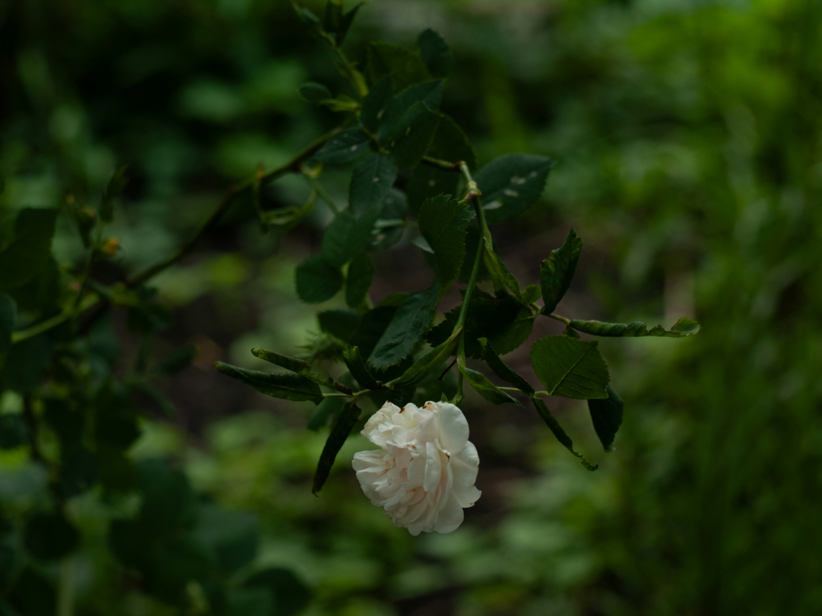 Isolated White Rose in a Shadowed Greenery Veil