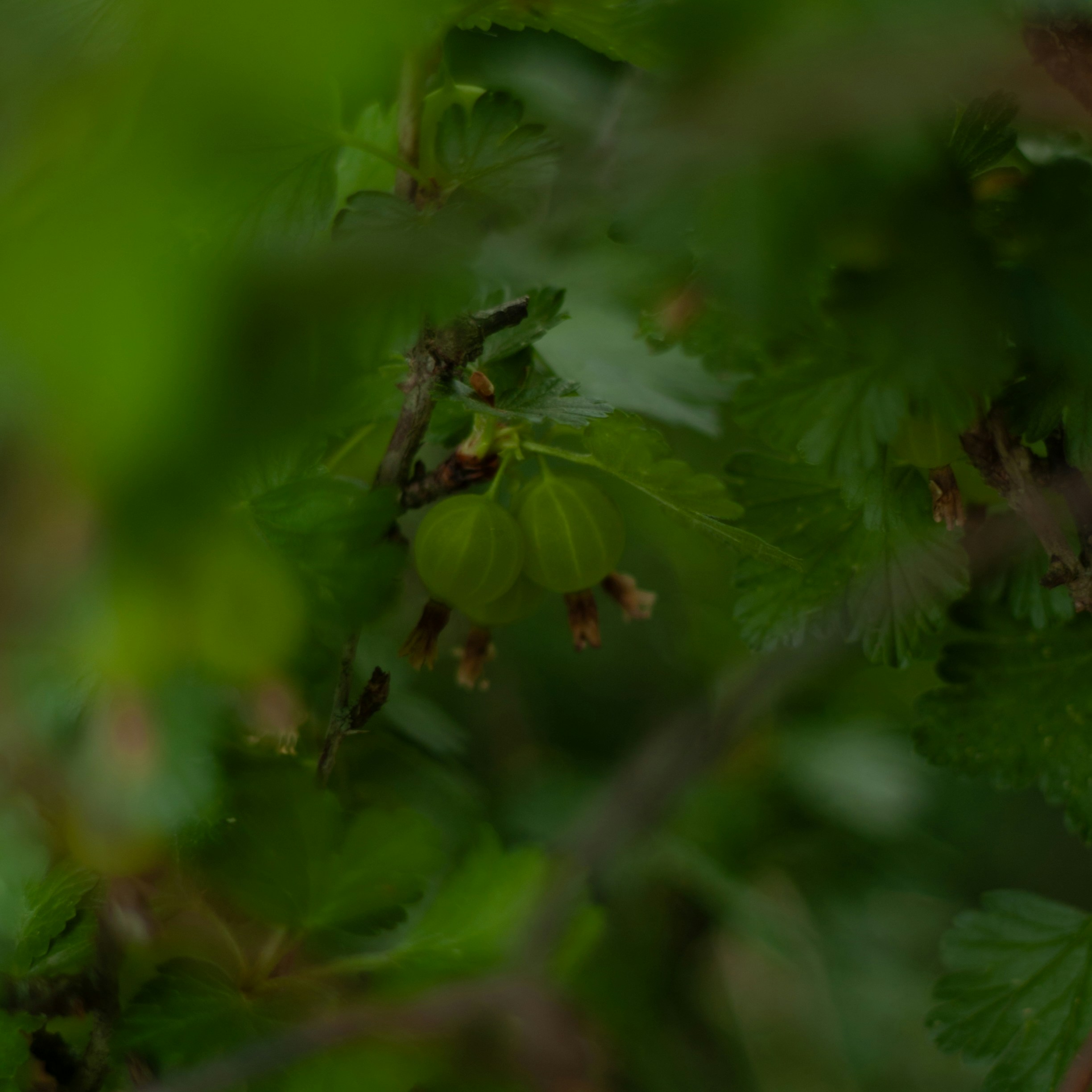 Blurred Green Bower: Subtle Botanicals in Soft Focus