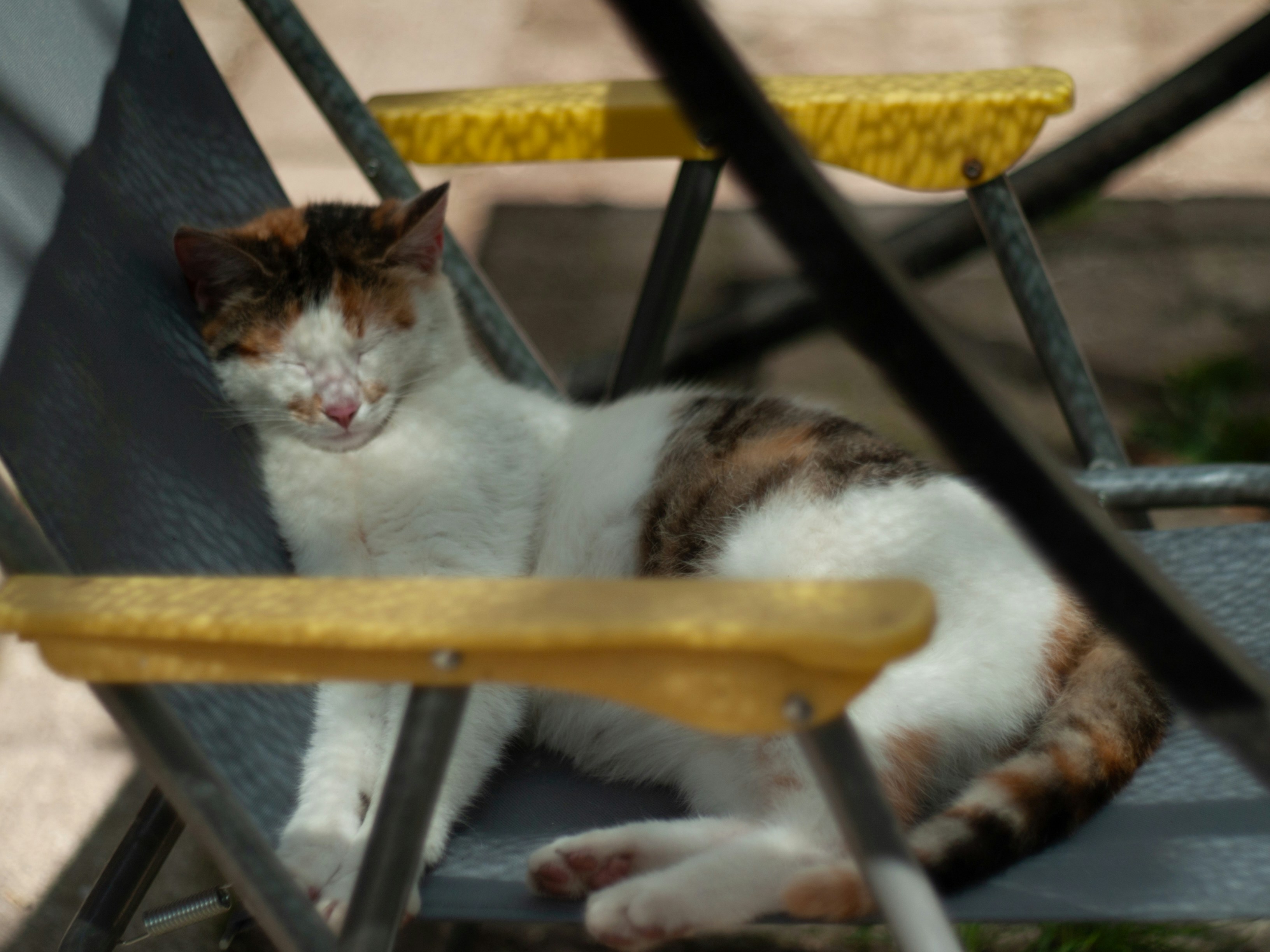 Catnap in a Shaded Studio: Quiet Comfort Beneath Struts