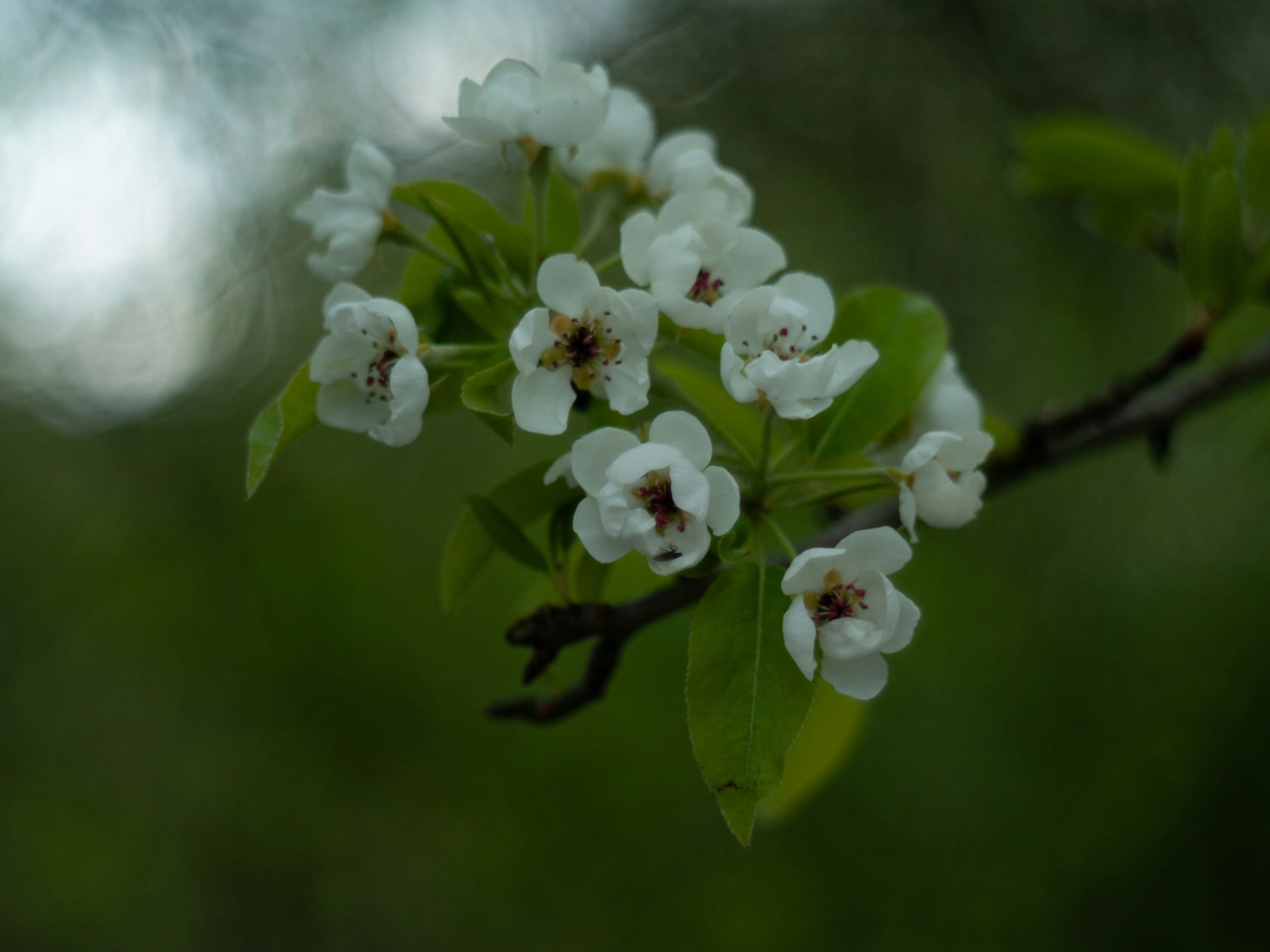 Close-up of white blossoms on a branch with green leaves, softly blurred background; a natural floral macro moment.
