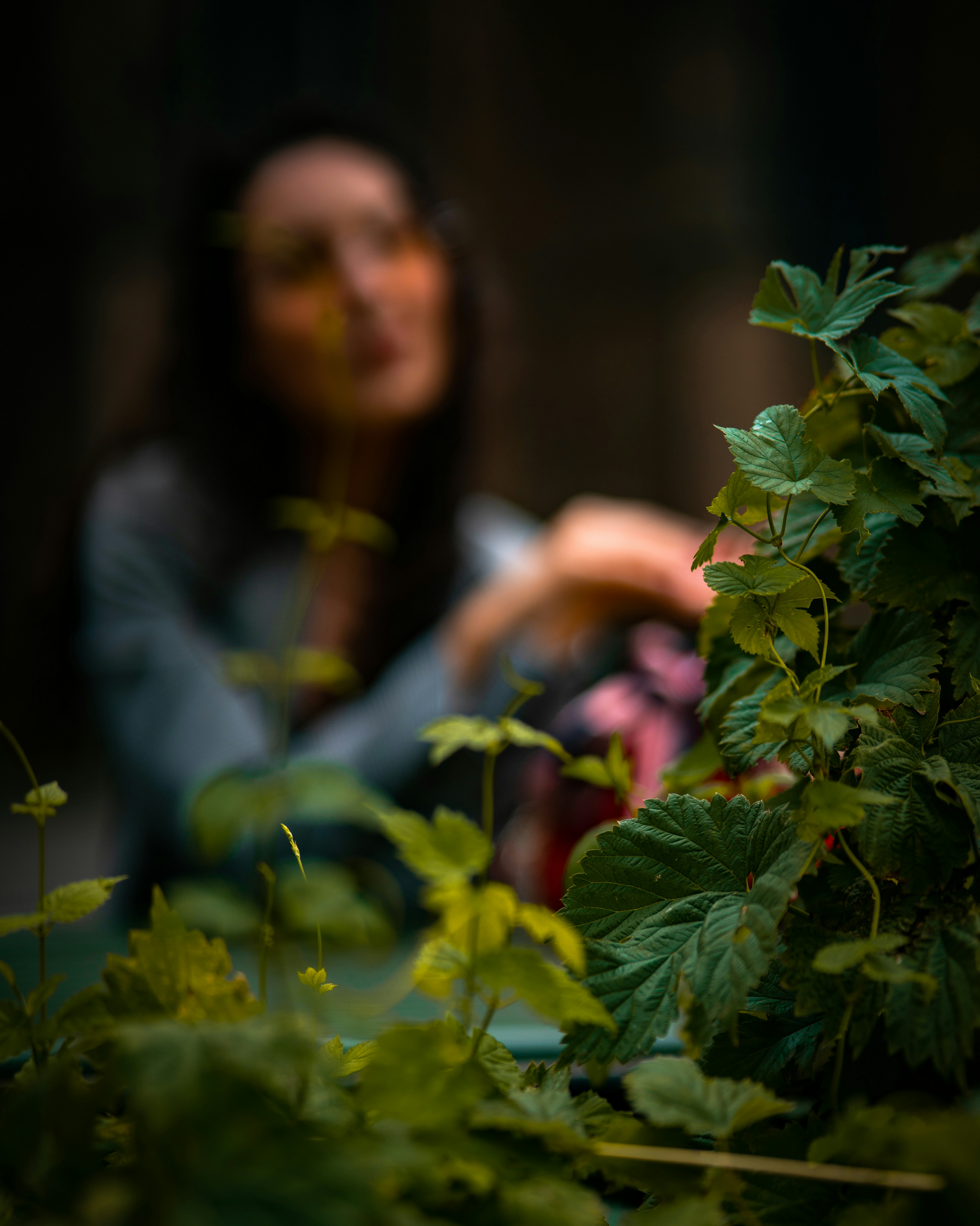 Vines in Focus, Mystery of a Quiet Portrait