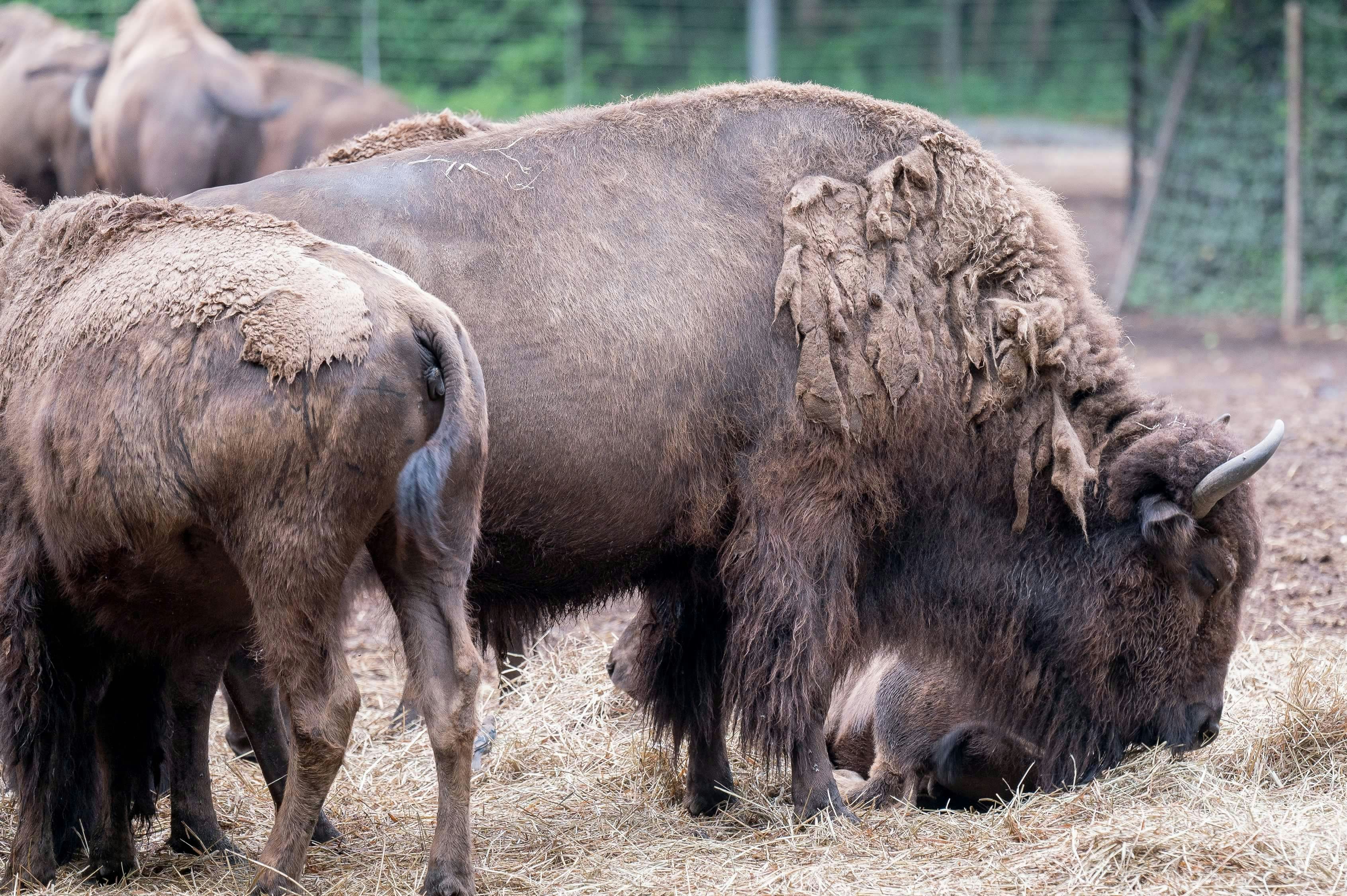 Grazing Bison at Dusk: A Quiet Herd in Weathered Light