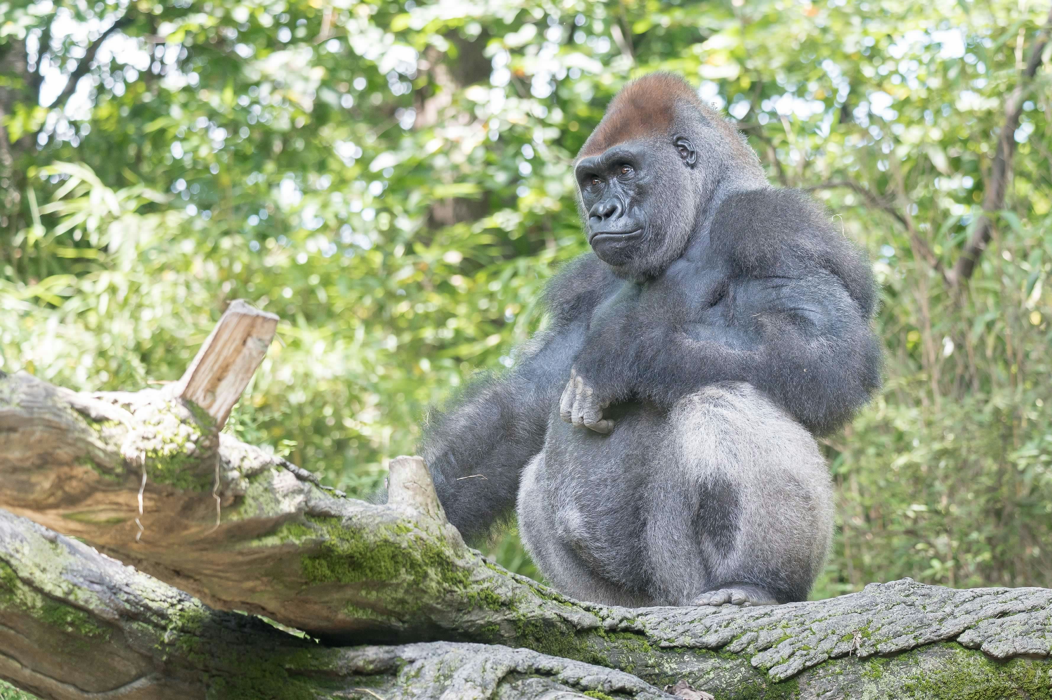 Silent Sentinel on the Log Crown