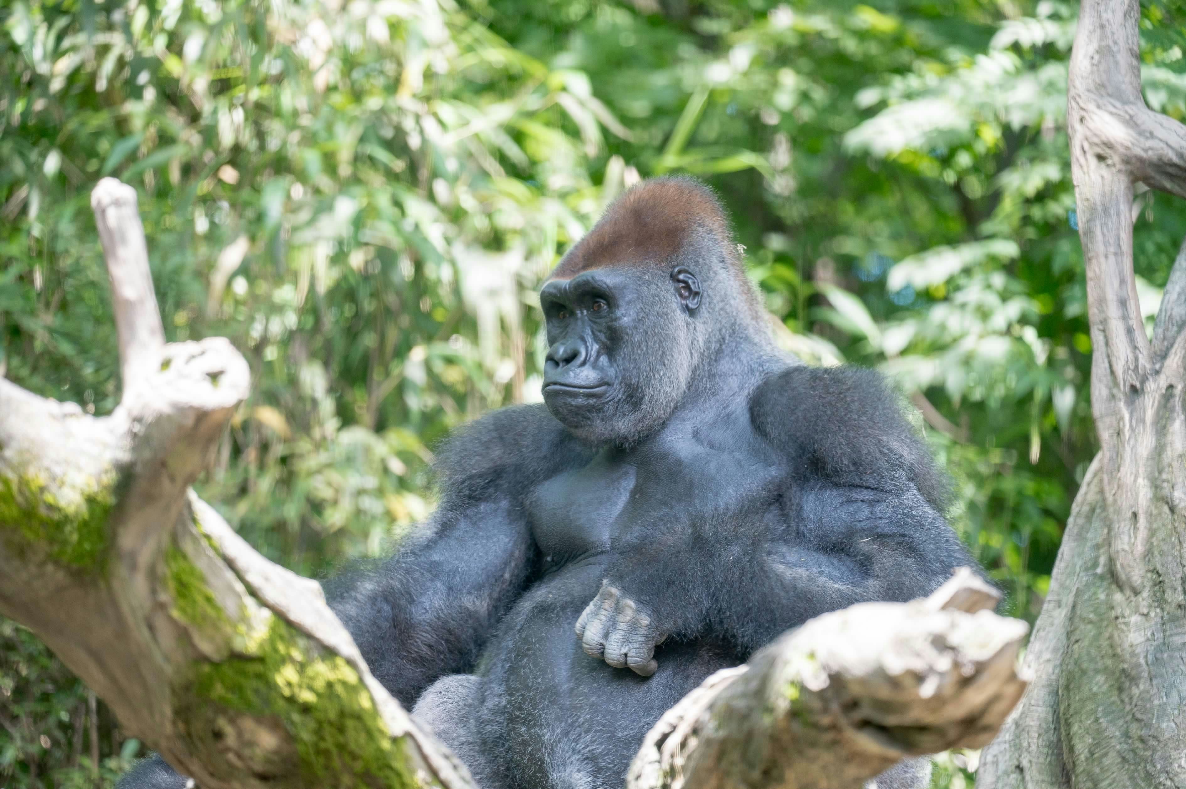 Sitting Regent: A Peaceful Giant Reposes Among Green Canopy