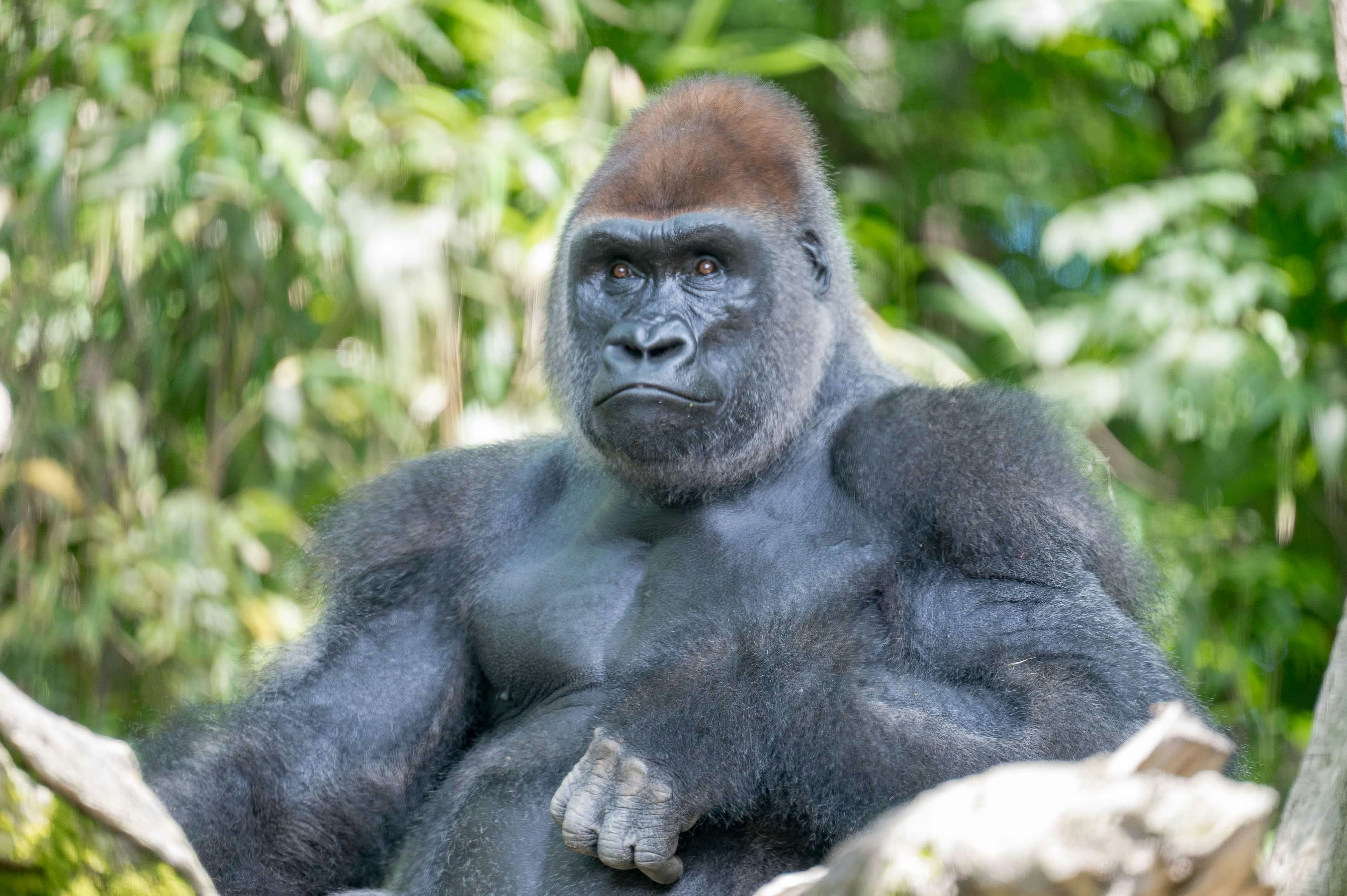 Centered Quiet Power: A Dominant Gorilla in Green Canopy